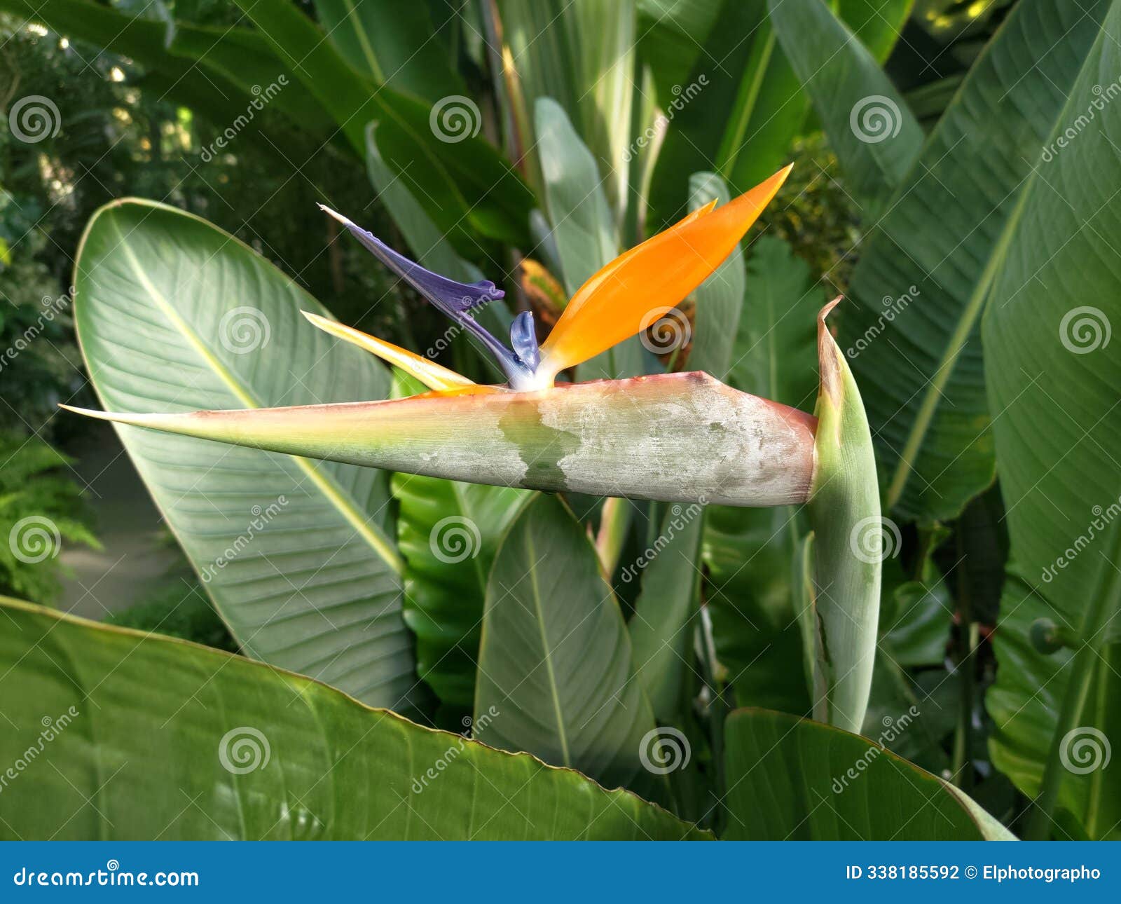 Strelitzia Reginae Exotic Plant Also Known As A Bird Of Paradise Flower ...