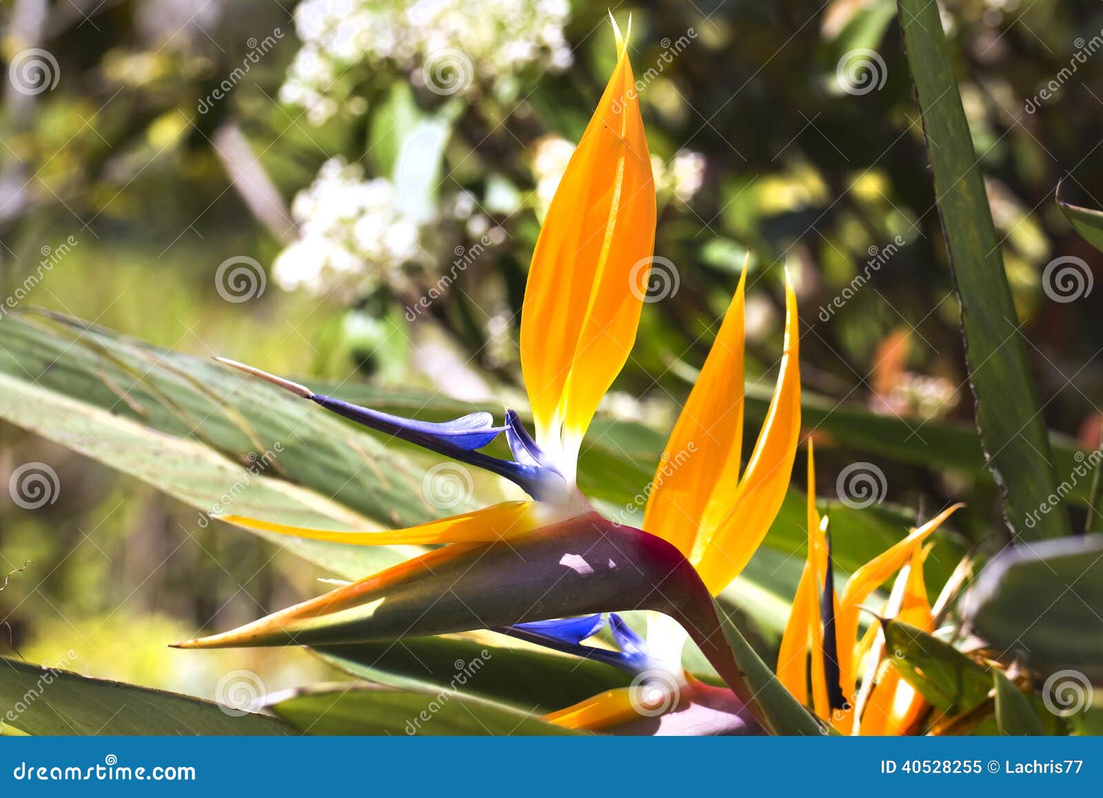 Strelitzia reginae stock image. Image of beauty, bloom - 40528255