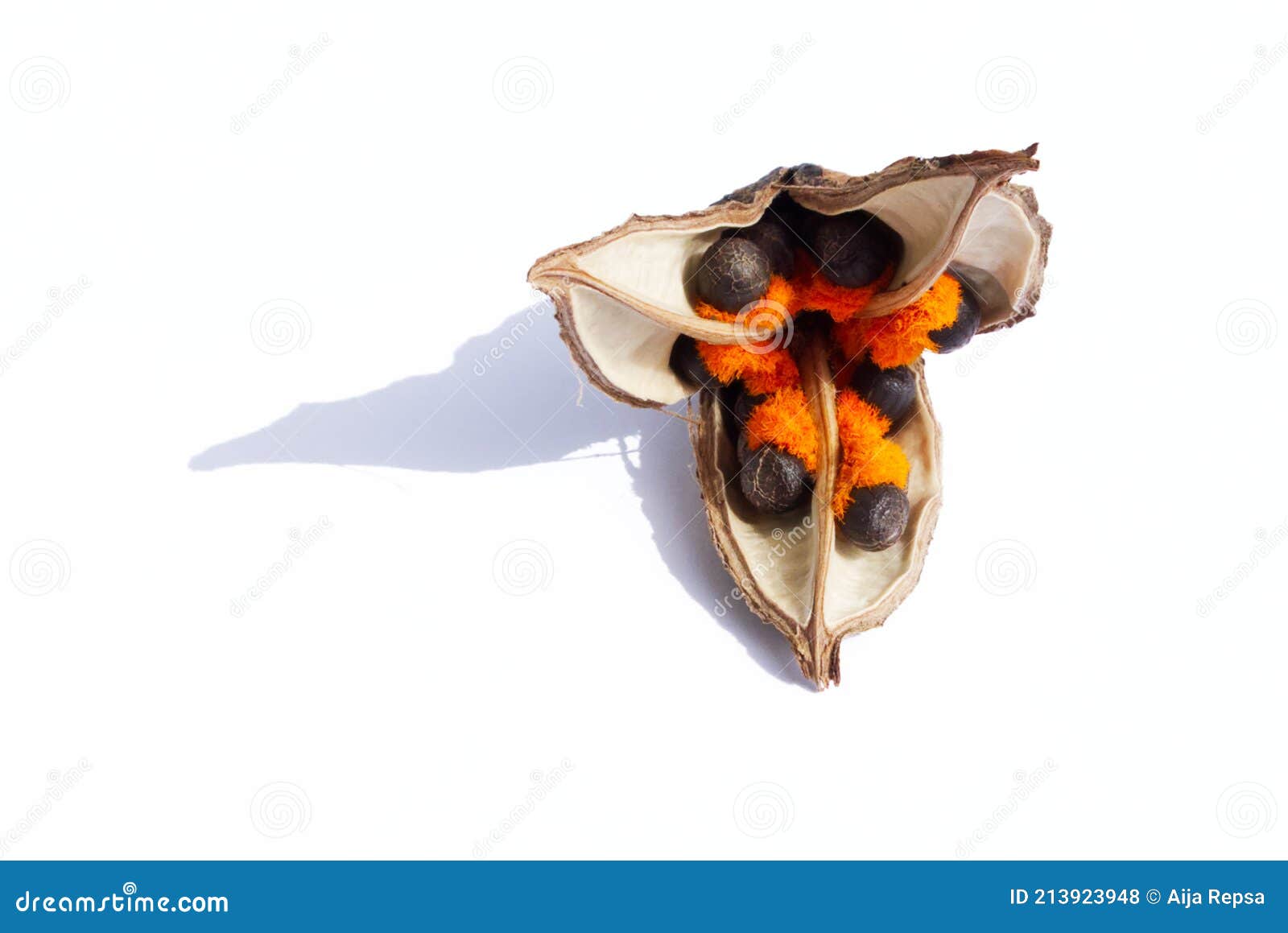 Strelizia (strelitzia) Seed Pod, Open, Isolated, White Background Stock ...