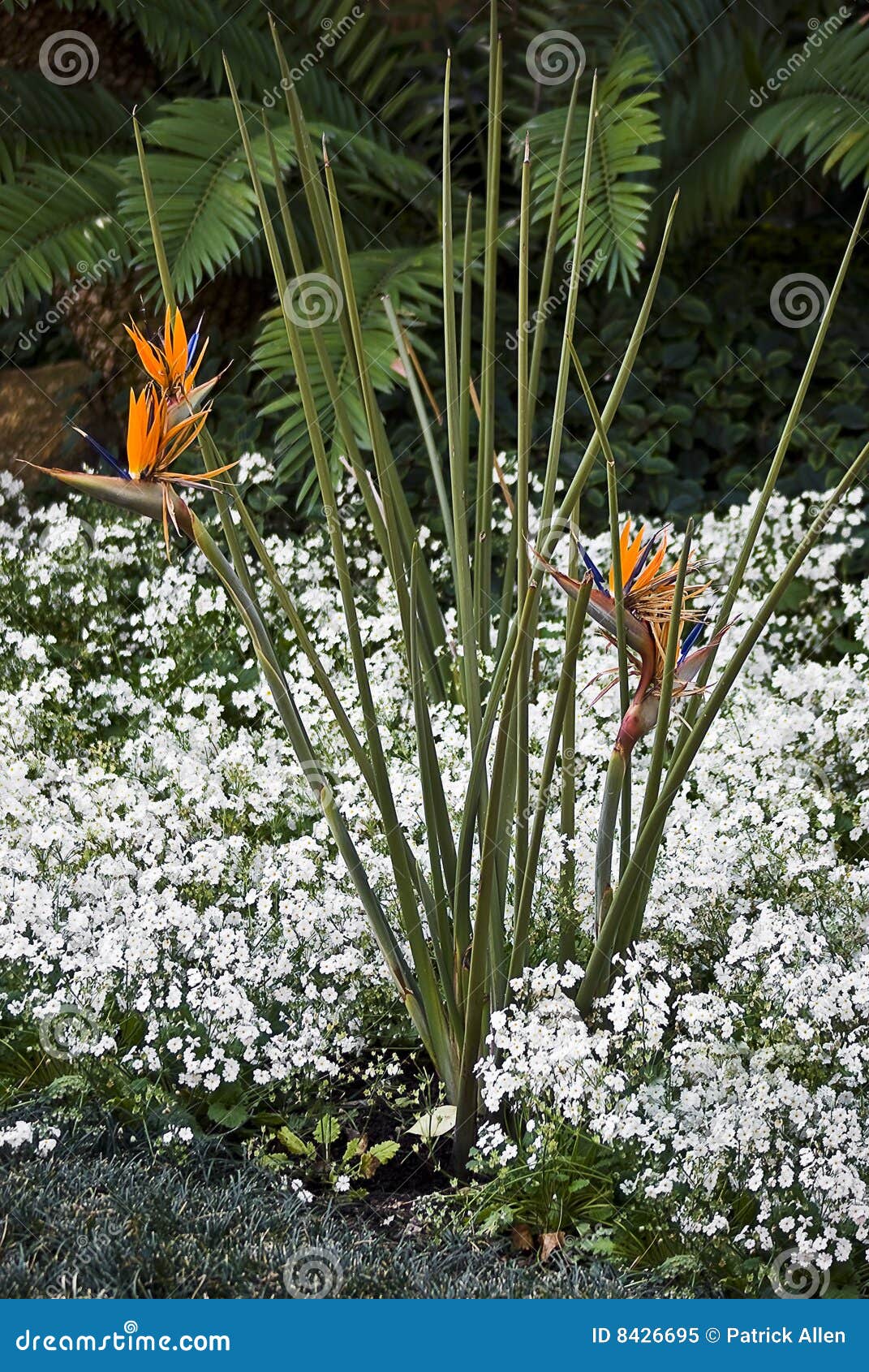 Crane Flower Plant Stock Photography | CartoonDealer.com #101273534