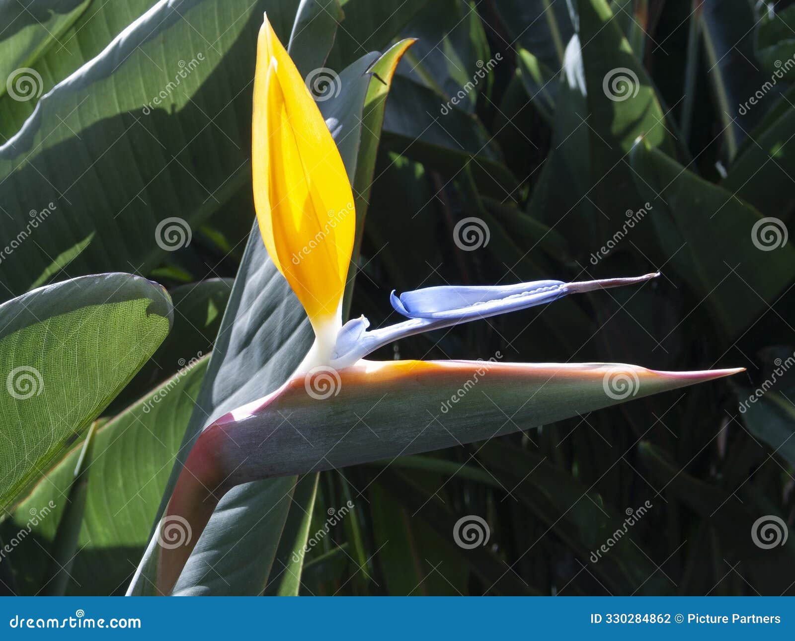Strelitzia Reginae, The Bird Of Paradise With Green Leaves In The ...