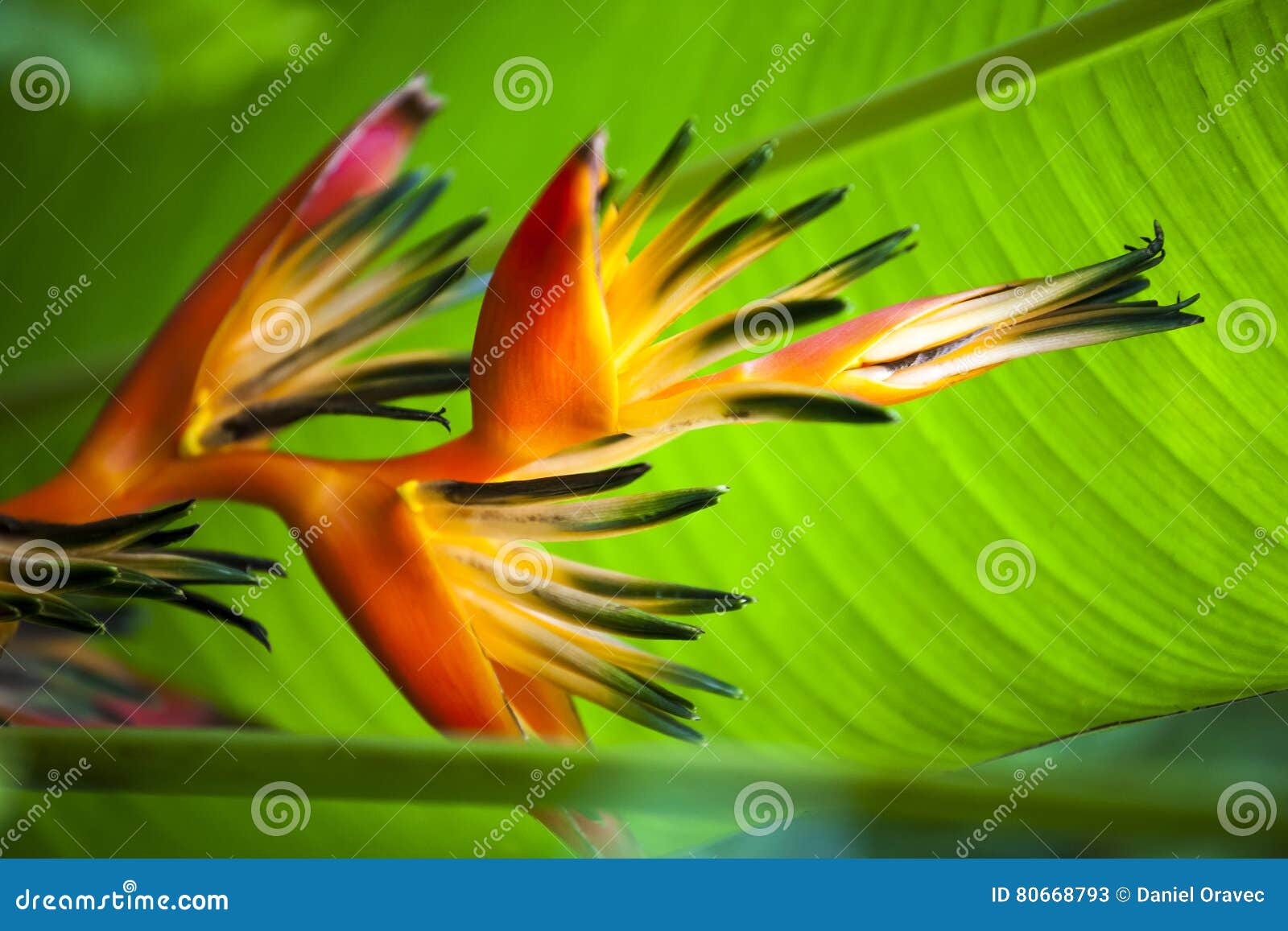 Strelitzia Reginae Orange Flower Stock Image - Image of backgroun ...