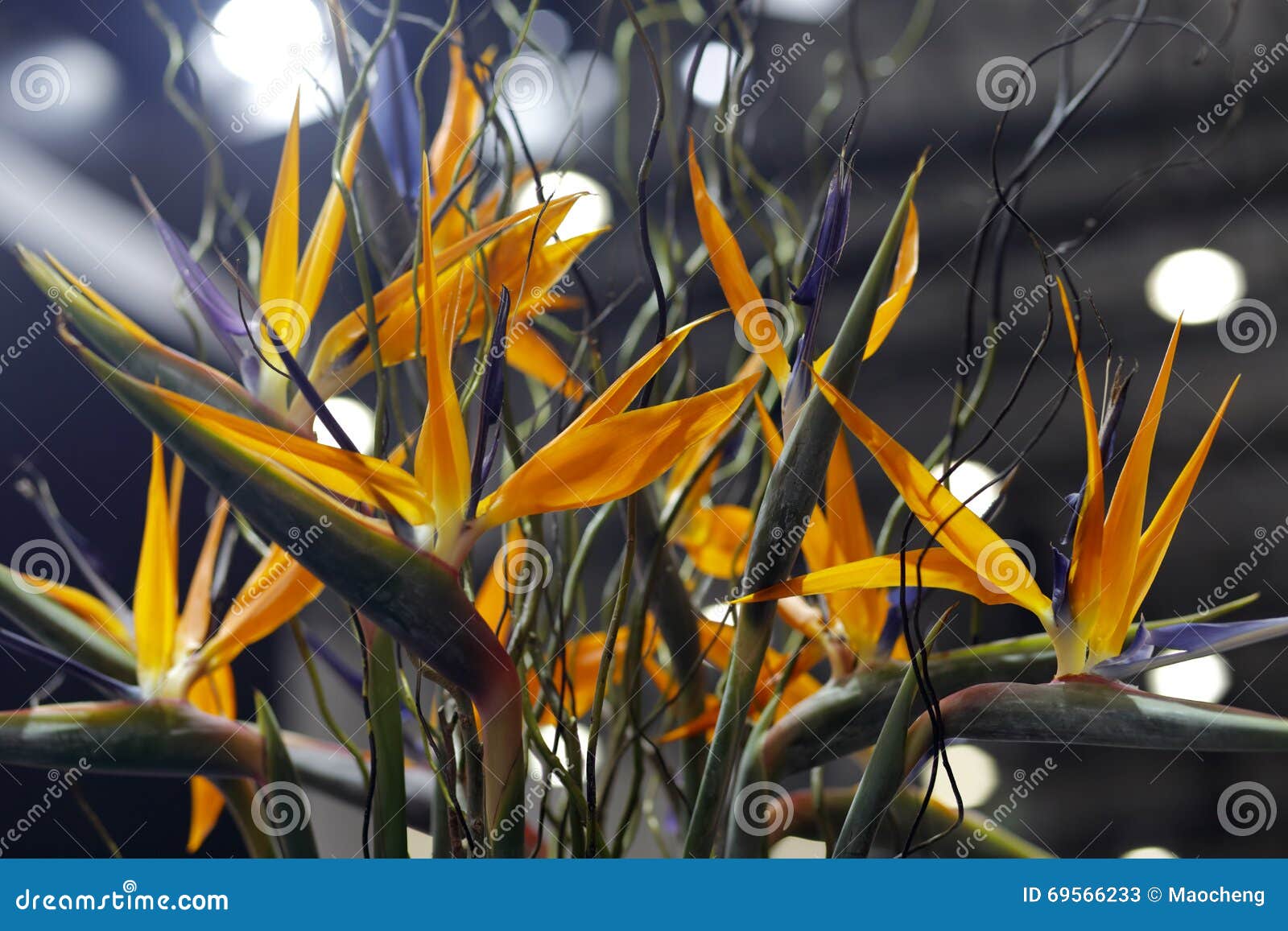 Strelitzia reginae stock image. Image of bouquet, asia - 69566233