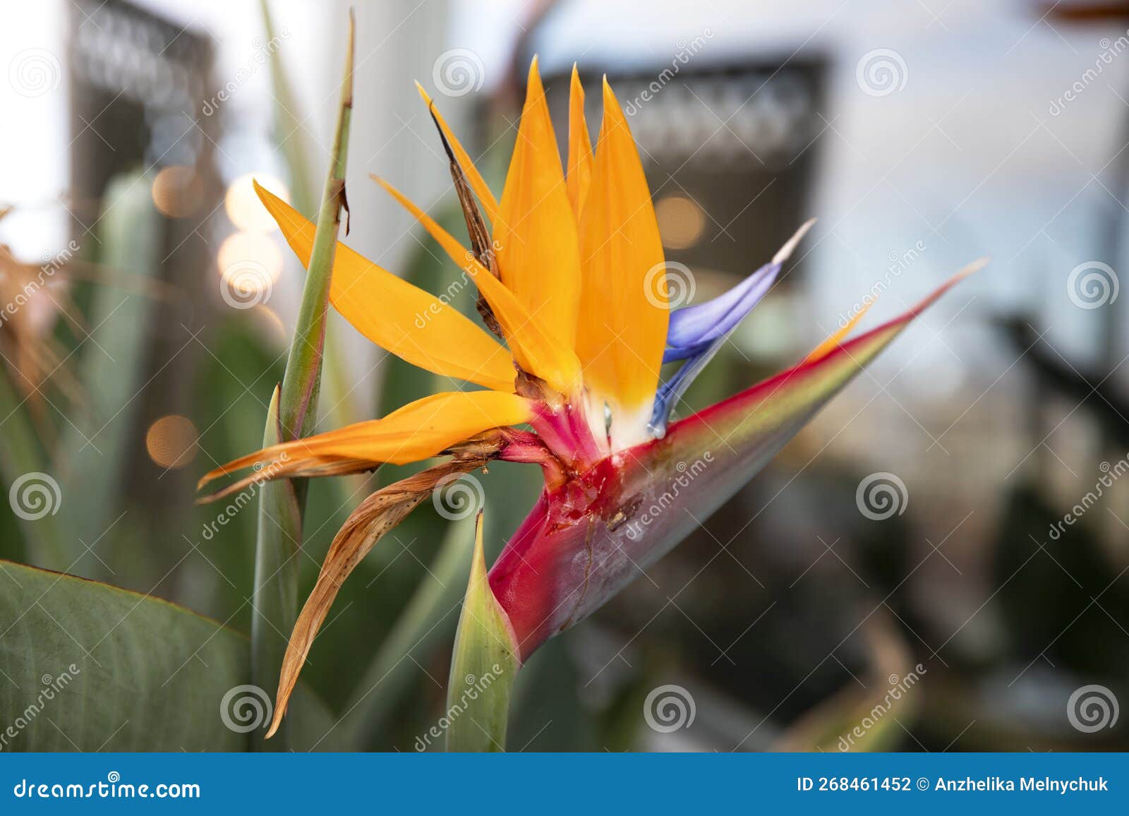 Strelitzia Royal Flower, Bird Of Paradise. Watercolor Drawing Isolated ...