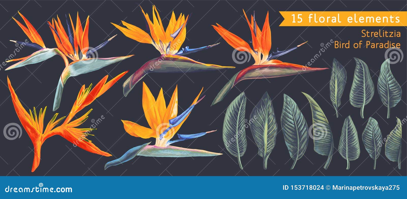 Strelitzia Strelitzia Reginae Leaf Front View. Ink Black And White ...