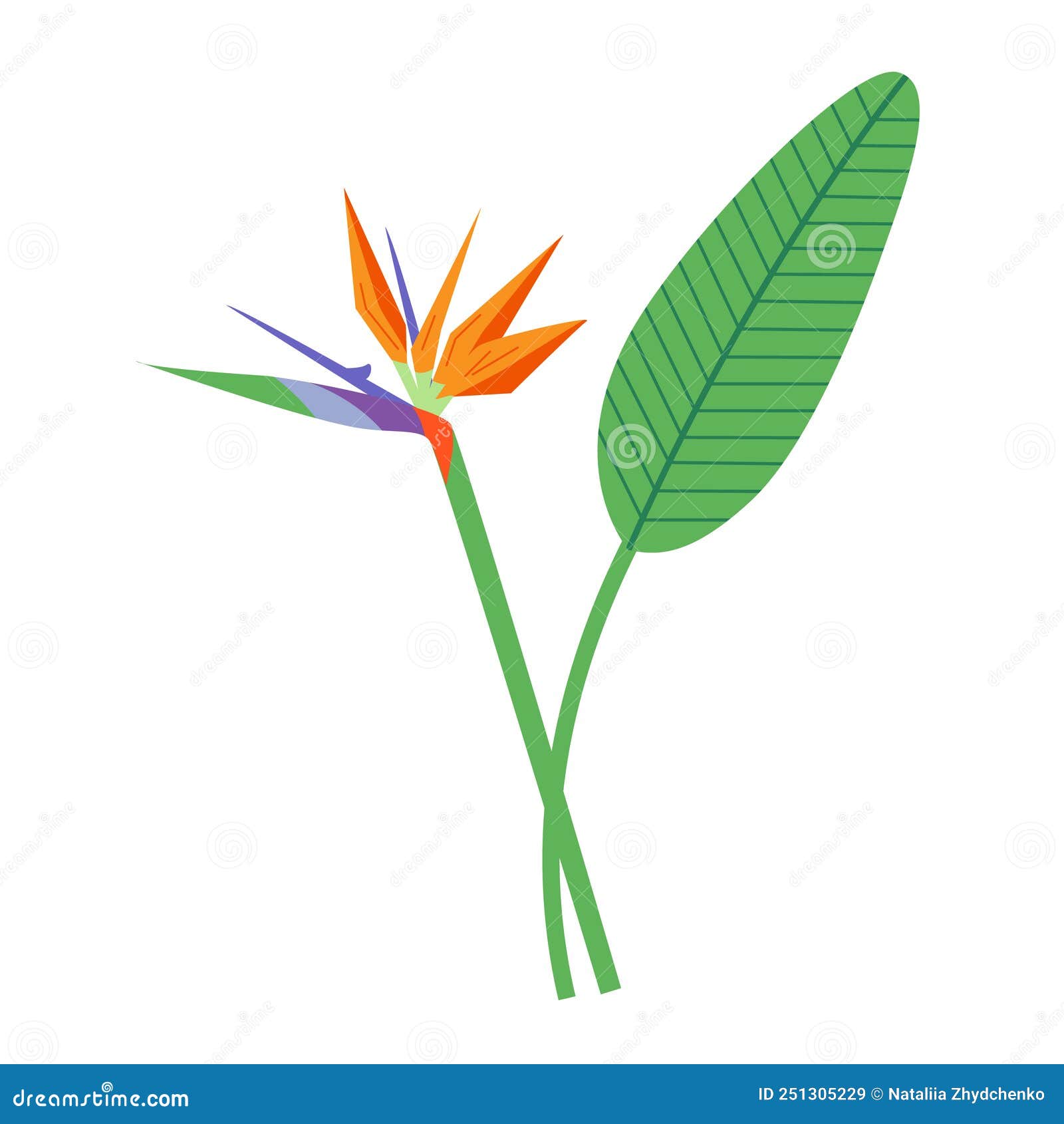 Strelitzia tropical plant stock vector. Illustration of wildflower ...