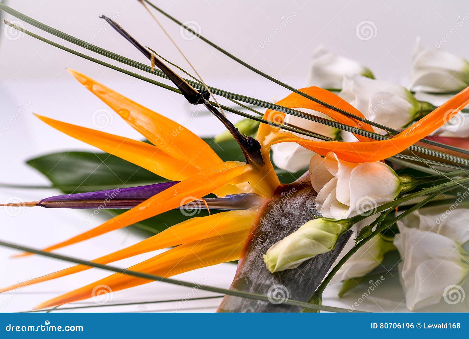 Strelitzie stock photo. Image of orange, blossom, exotc - 80706196