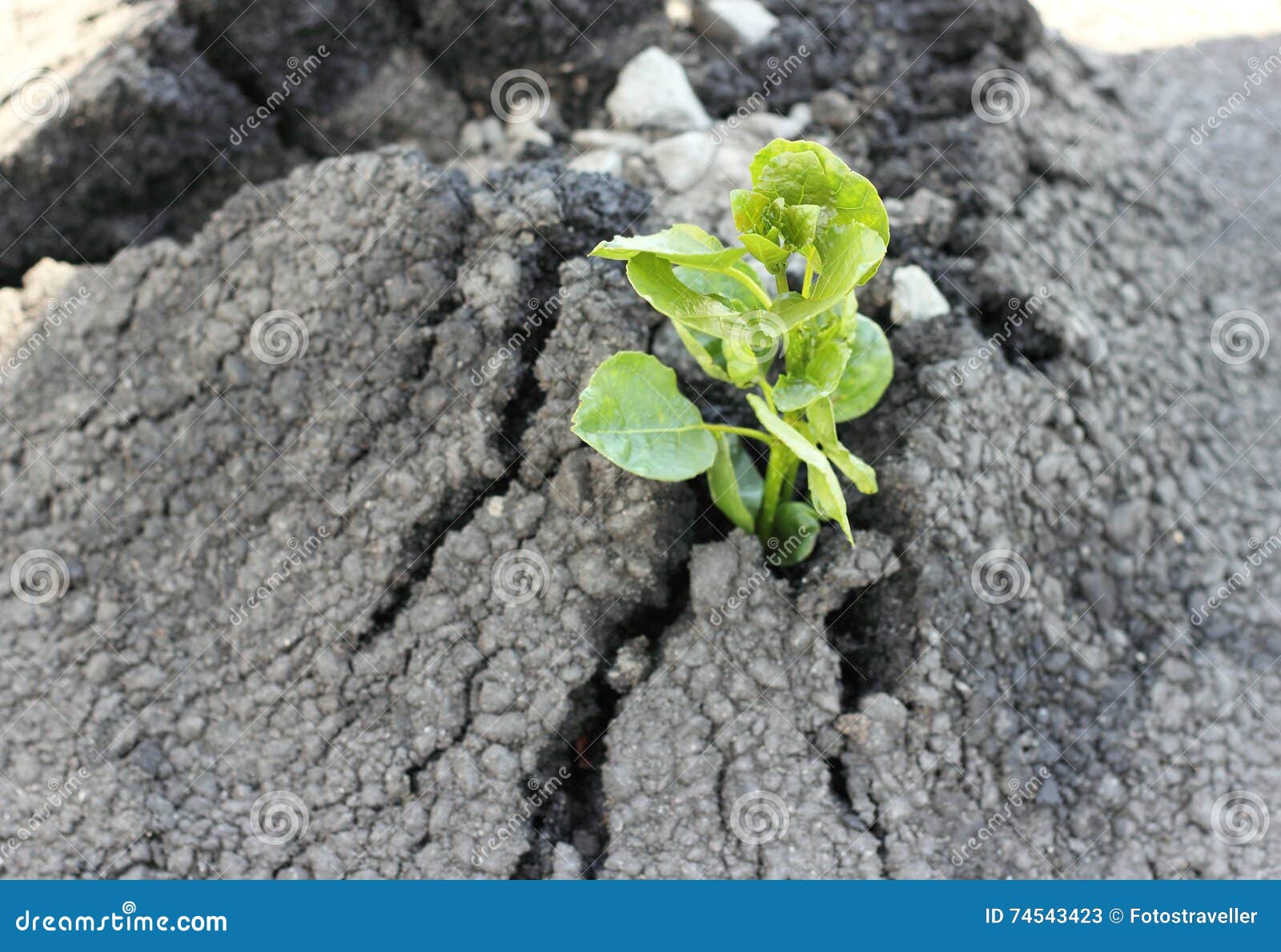 The Strength of the Asphalt Seedlings Sprout Stock Image - Image of ...