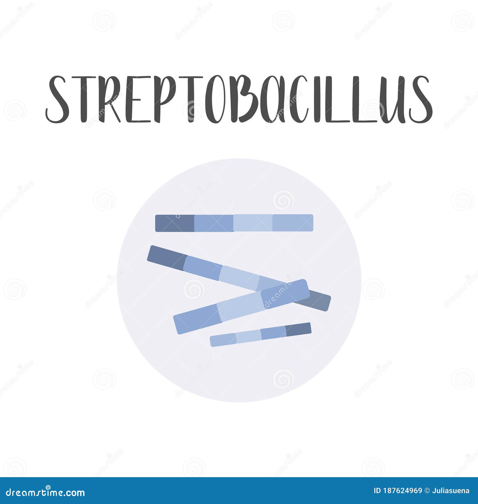 Streptobacillus Moniliformis Bacteria Royalty-Free Illustration ...