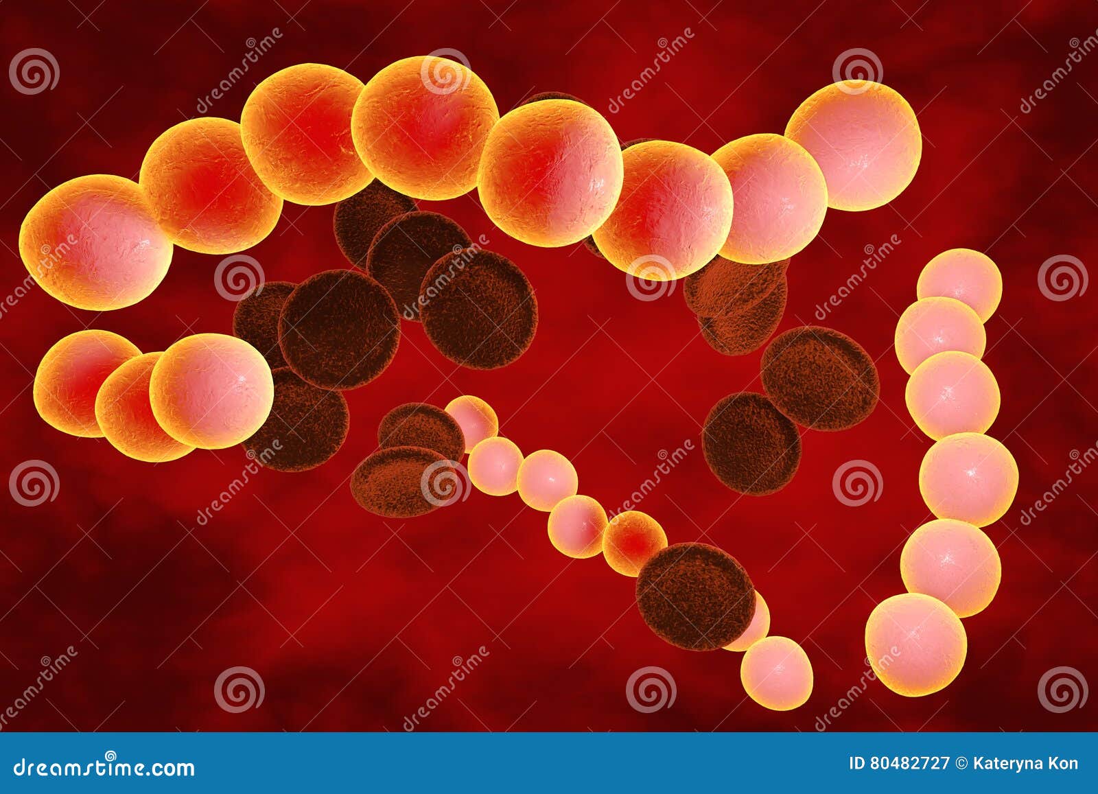 Streptococci Bacteria in Blood Stock Illustration - Illustration of ...