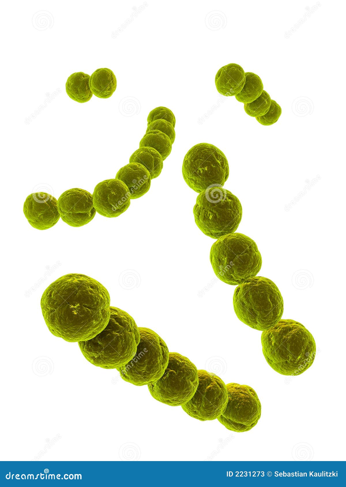 Streptococcus stock illustration. Illustration of cellular - 2231273