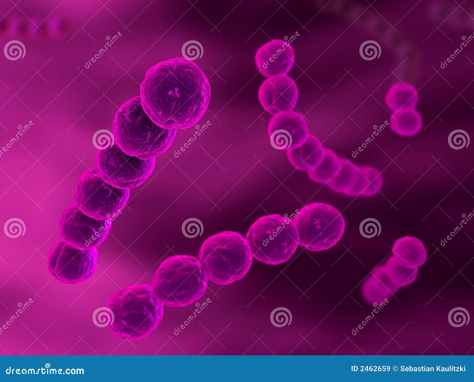 Streptococcus Cell Structures, Anatomy, And Morphology Cartoon Vector ...