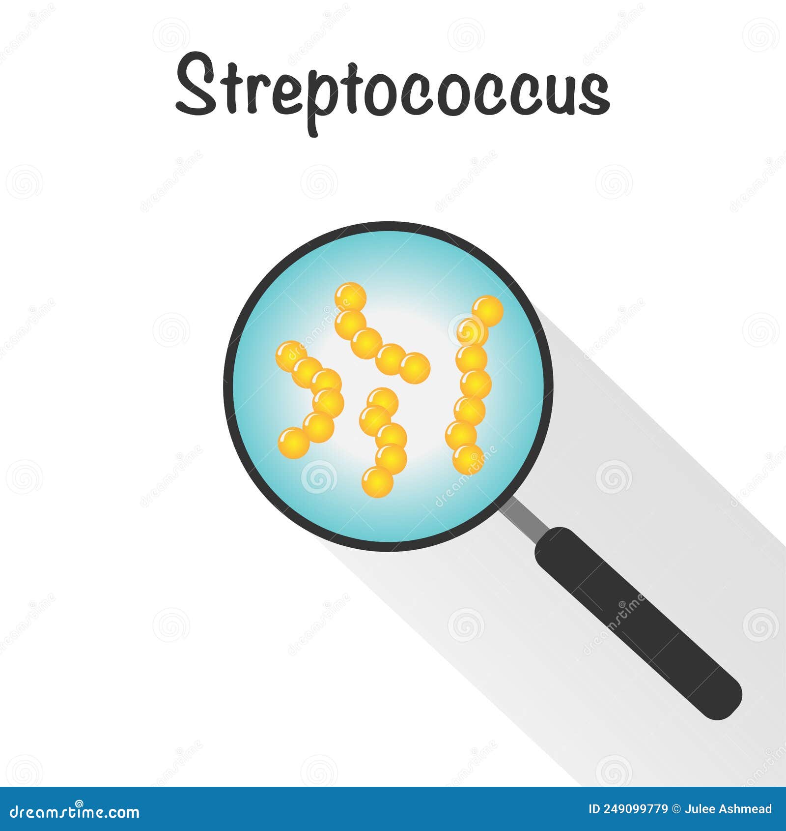 Vector Illustration Graphic of the Bacteria Streptococcus Magnified ...