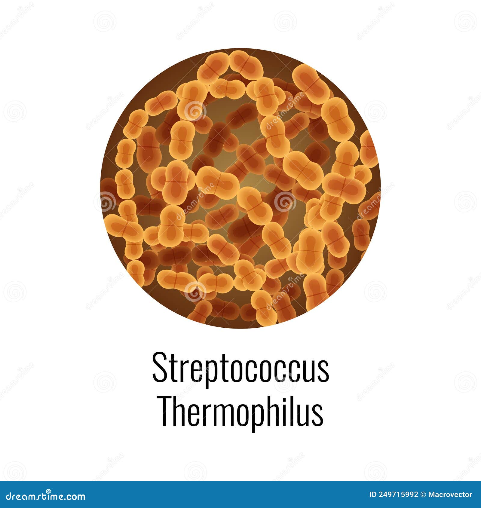 Streptococcus Bacteria Round Composition Stock Vector - Illustration of ...