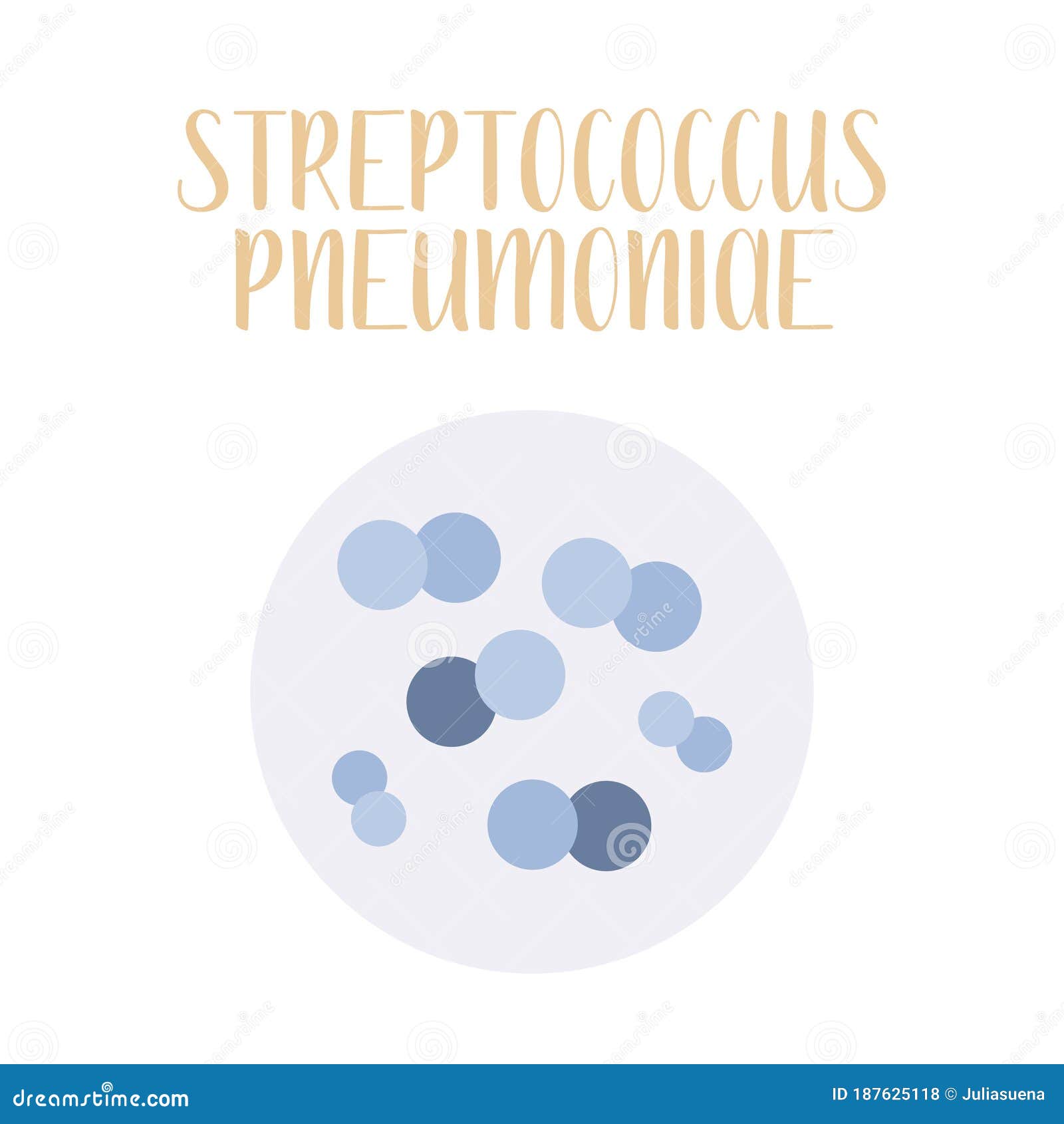 Streptococcus Pneumoniae. Pneumococcus, Pathogen. Spherical Gram ...