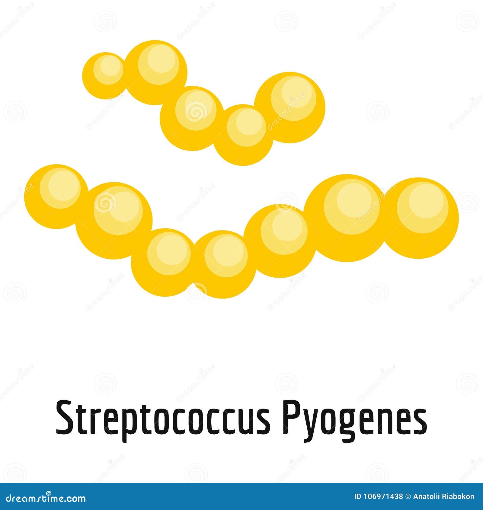 Streptococcus Pyogenes, Pathogen. Spherical, Gram-positive Bacteria ...