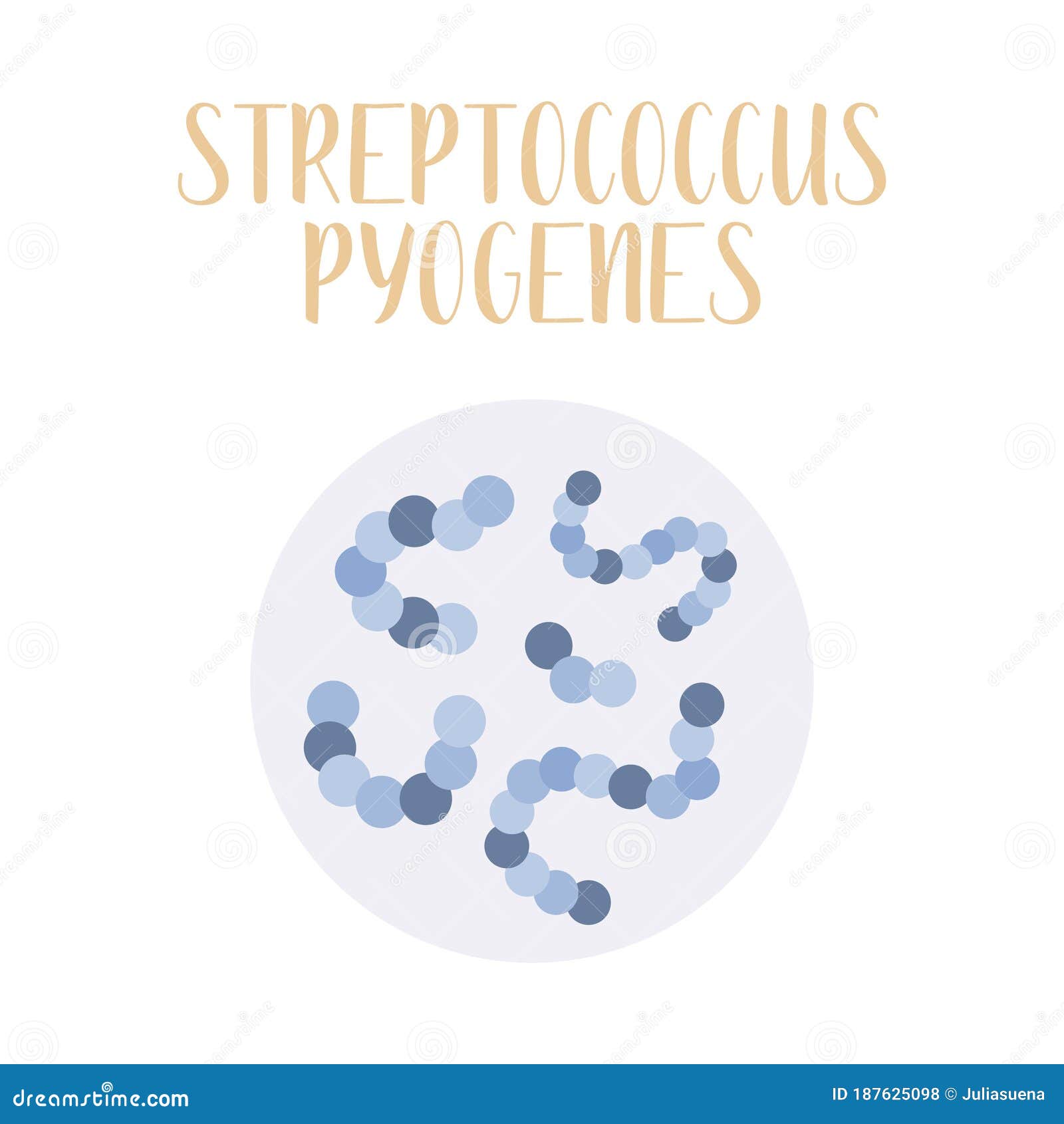 Streptococcus Pyogenes Gram Stain