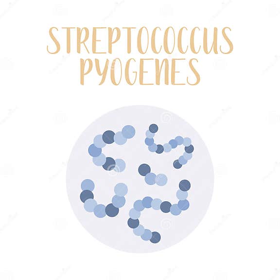 Streptococcus Pyogenes, Pathogen. Spherical, Gram-positive Bacteria ...