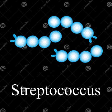 Streptococcus Structure. Bacteria Streptococcus. Infographics. Vector ...