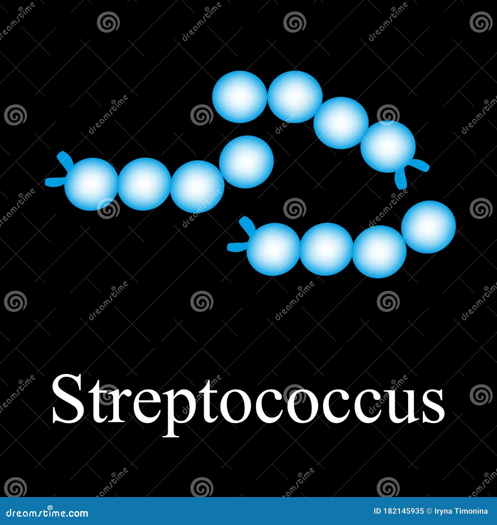 Streptococcus Structure. Bacteria Streptococcus. Infographics. Vector ...