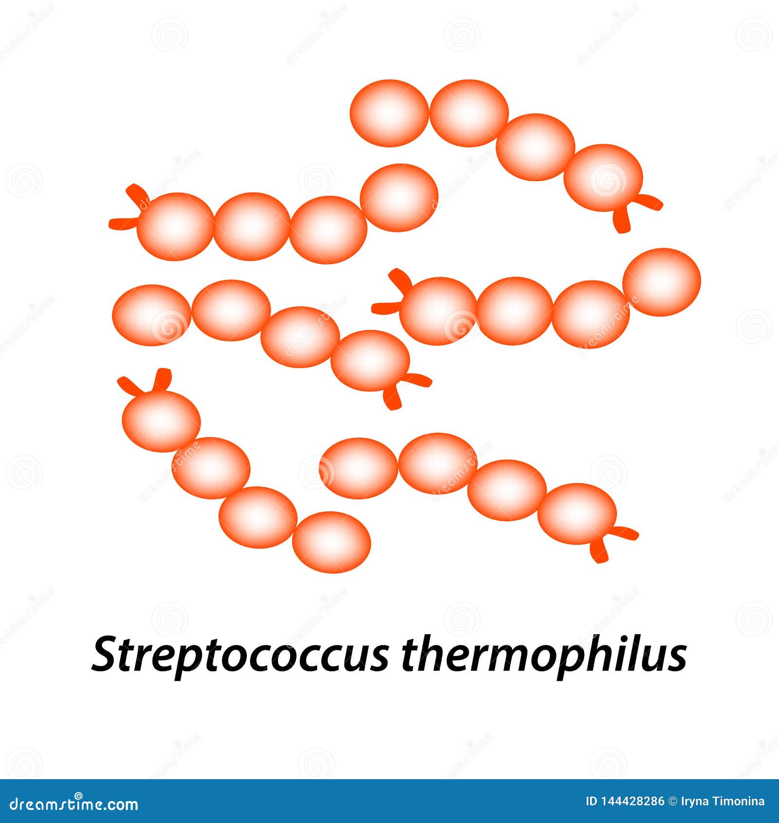 Streptococcus Thermophilus. Good Intestinal Microflora. Probiotic ...
