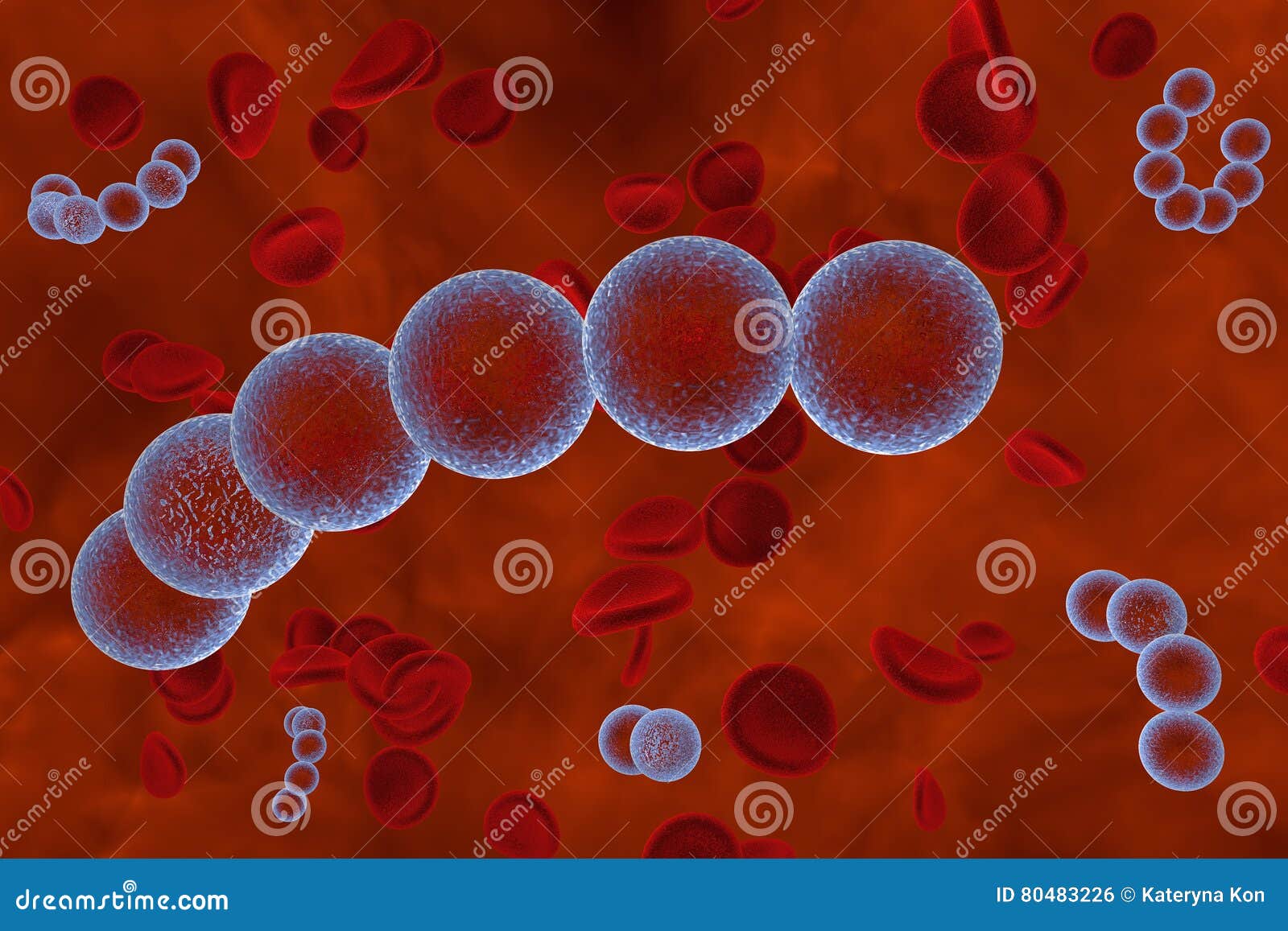Streptocoques Bactéries Dans Le Sang Illustration Stock - Illustration ...