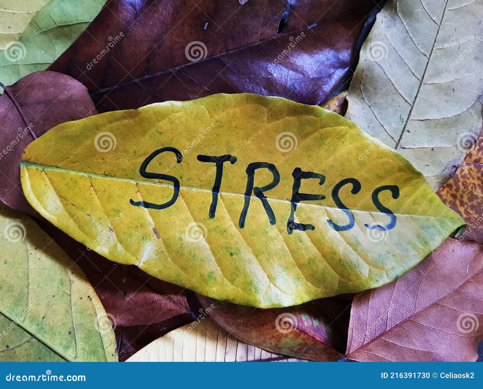 Stress Concept Using Dried Leaves Stock Photo - Image of work, leaves ...