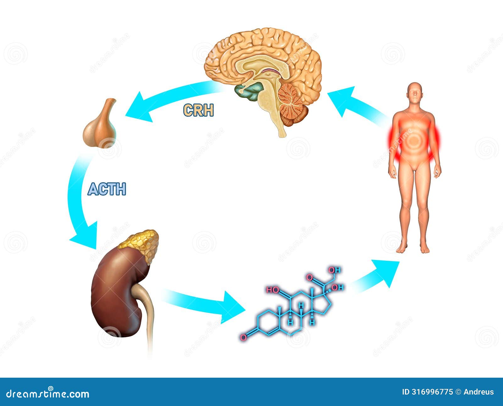 Stress Response in the Human Body Stock Illustration - Illustration of ...