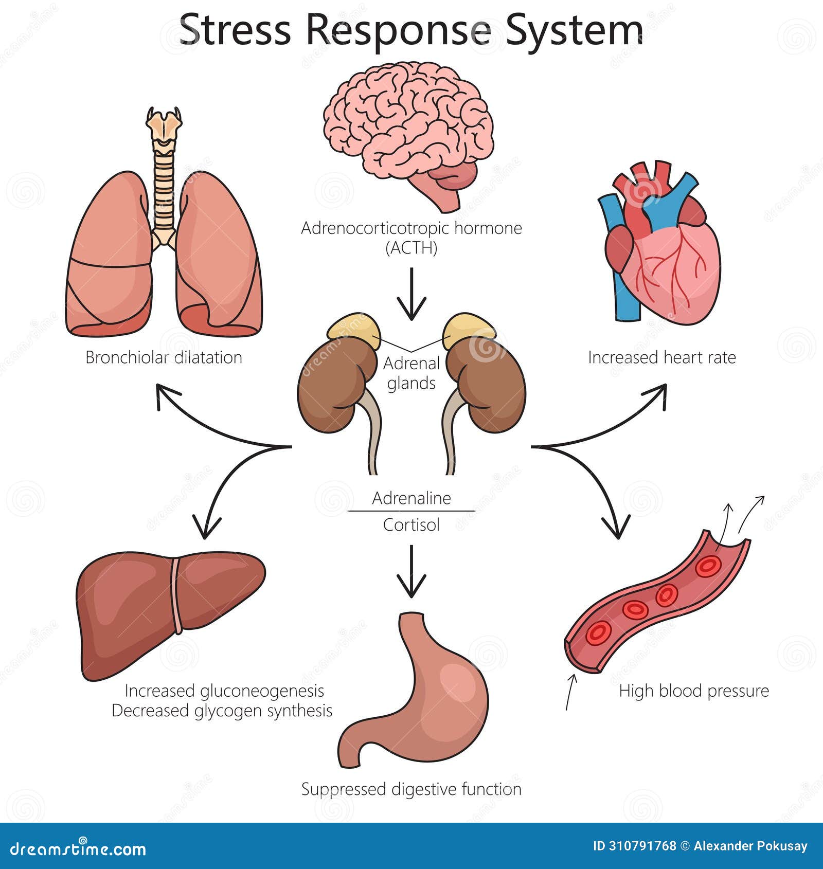 Stress Response System Diagram Medical Science Stock Vector ...
