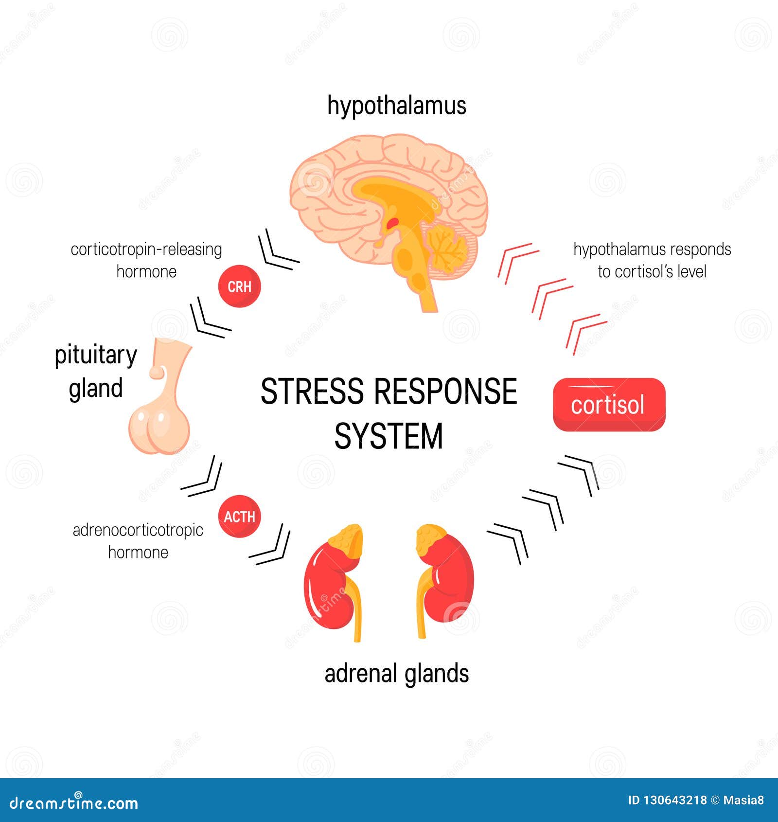 Stress Response System. Vector Endocrine Medical Diagram Stock Vector ...