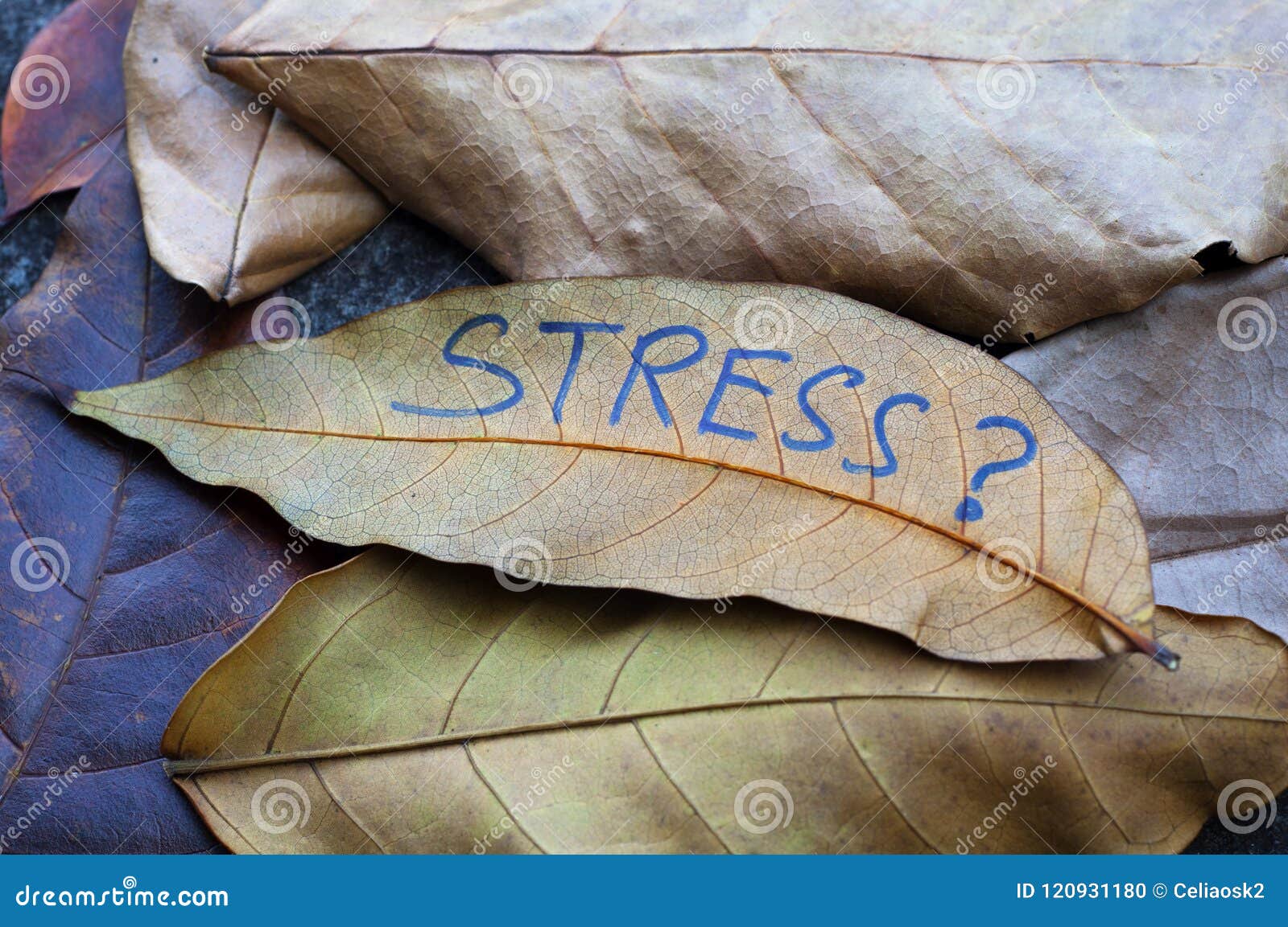 Stress written on leaf stock photo. Image of burnout - 120931180