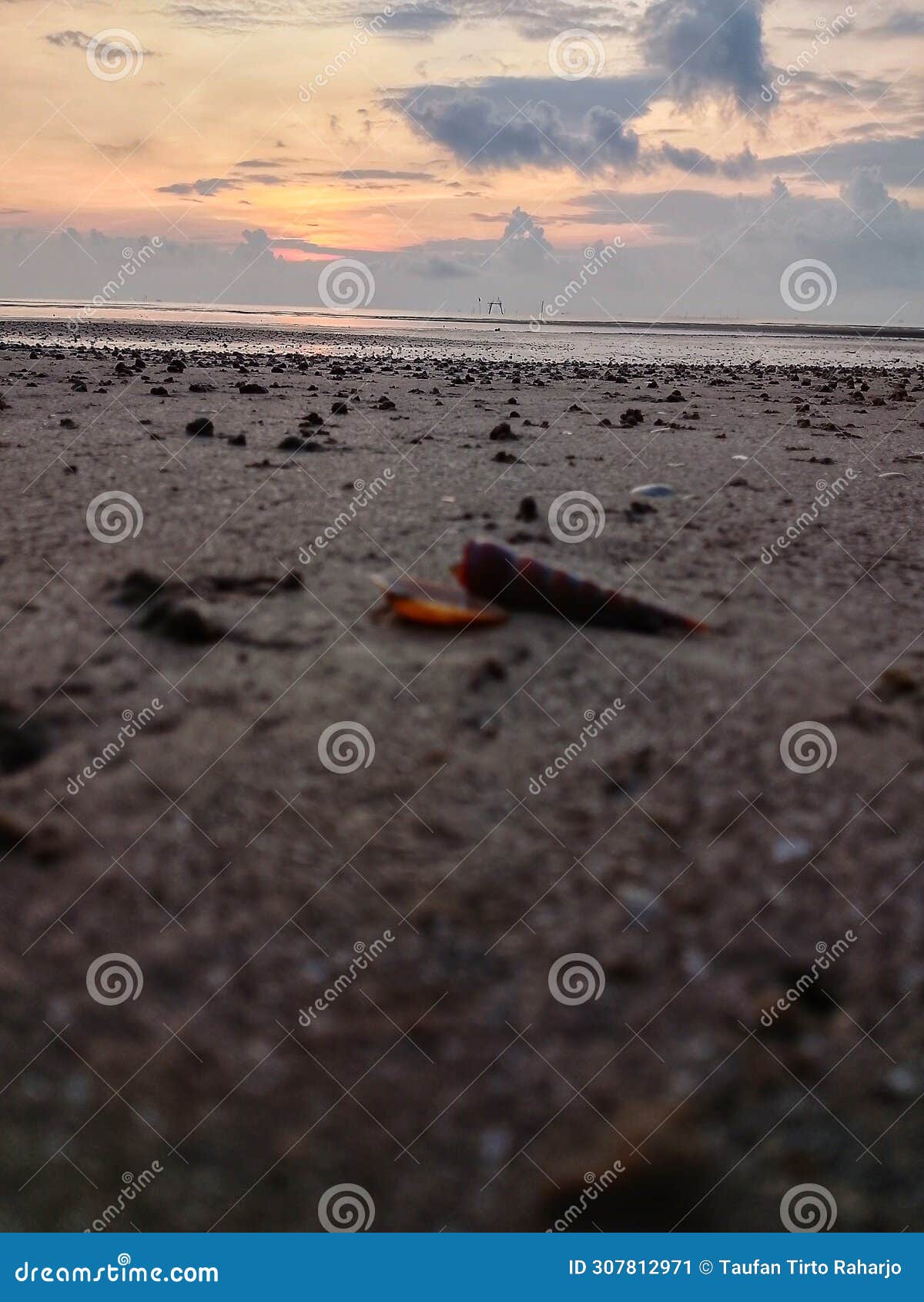 A Stretch of Beach Sand with Beautiful Seashells Stock Image - Image of ...