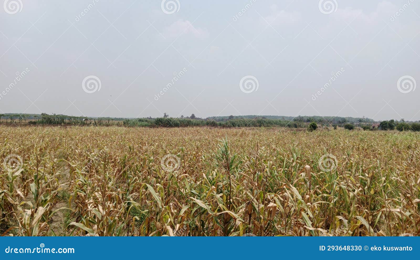 A Stretch of Corn Plantation that is Ready To Harvest Stock Photo ...