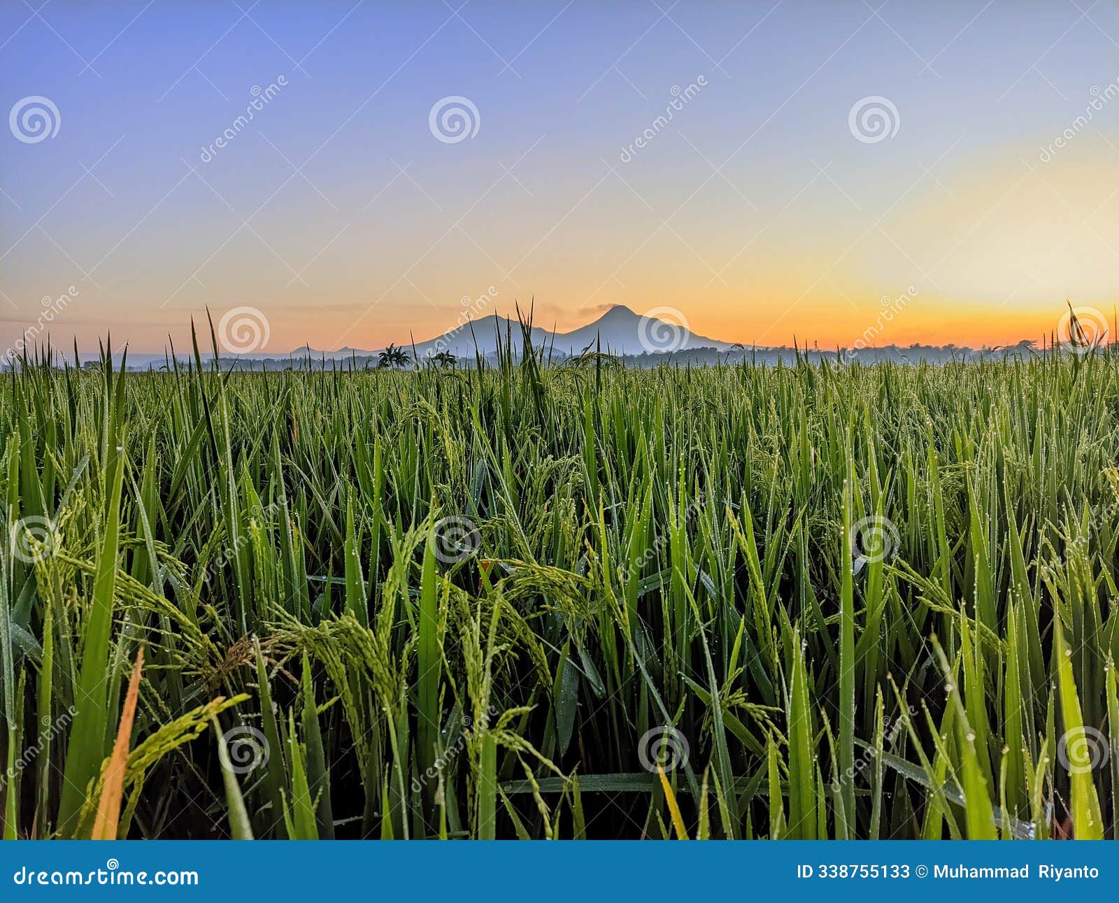 A Stretch of Rice with a Backdrop of Two Mountains Stock Image - Image ...