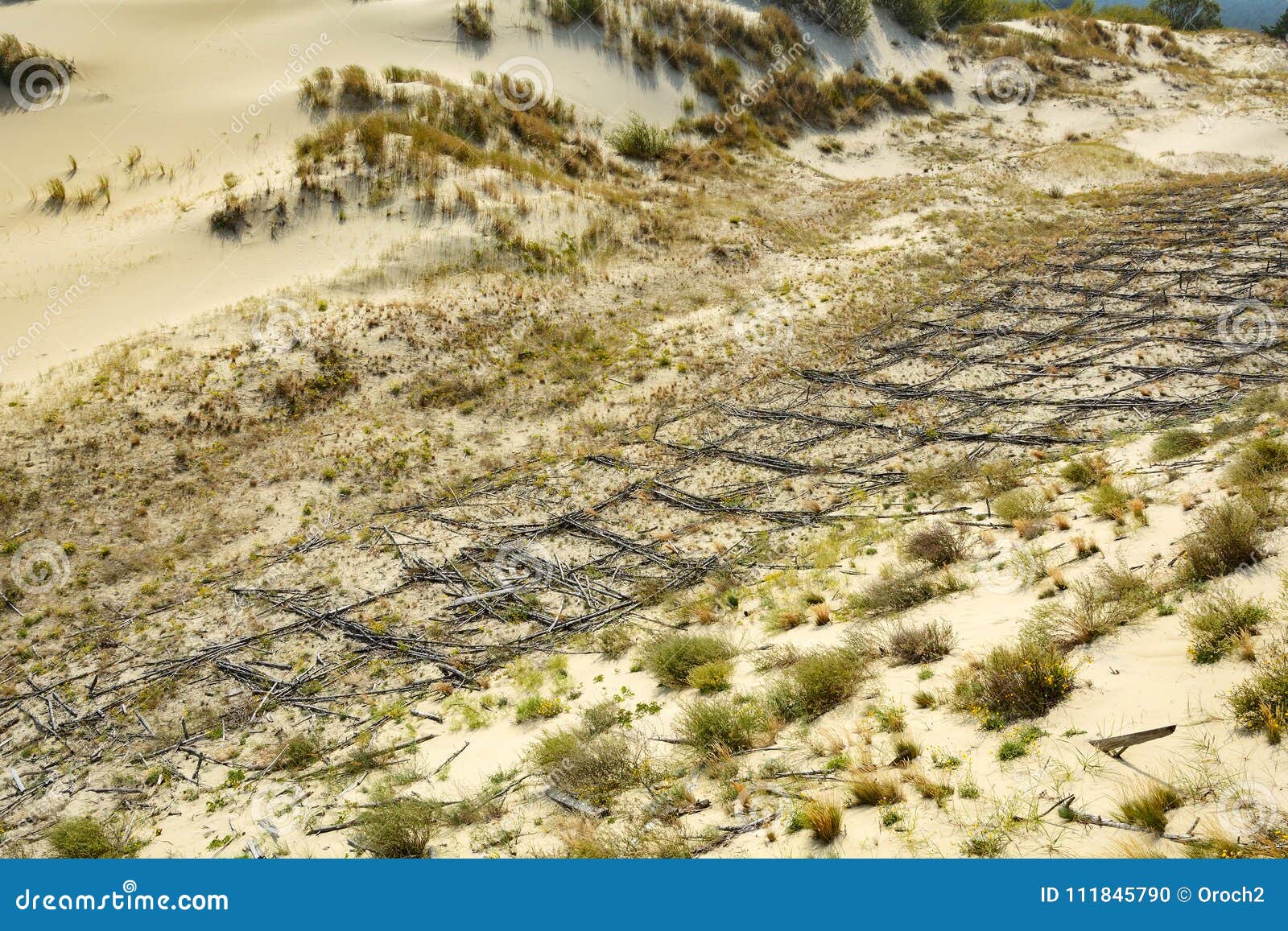 The Stretch of Sand Dunes, Fixed by a Special Cell of Twigs Stock Photo ...