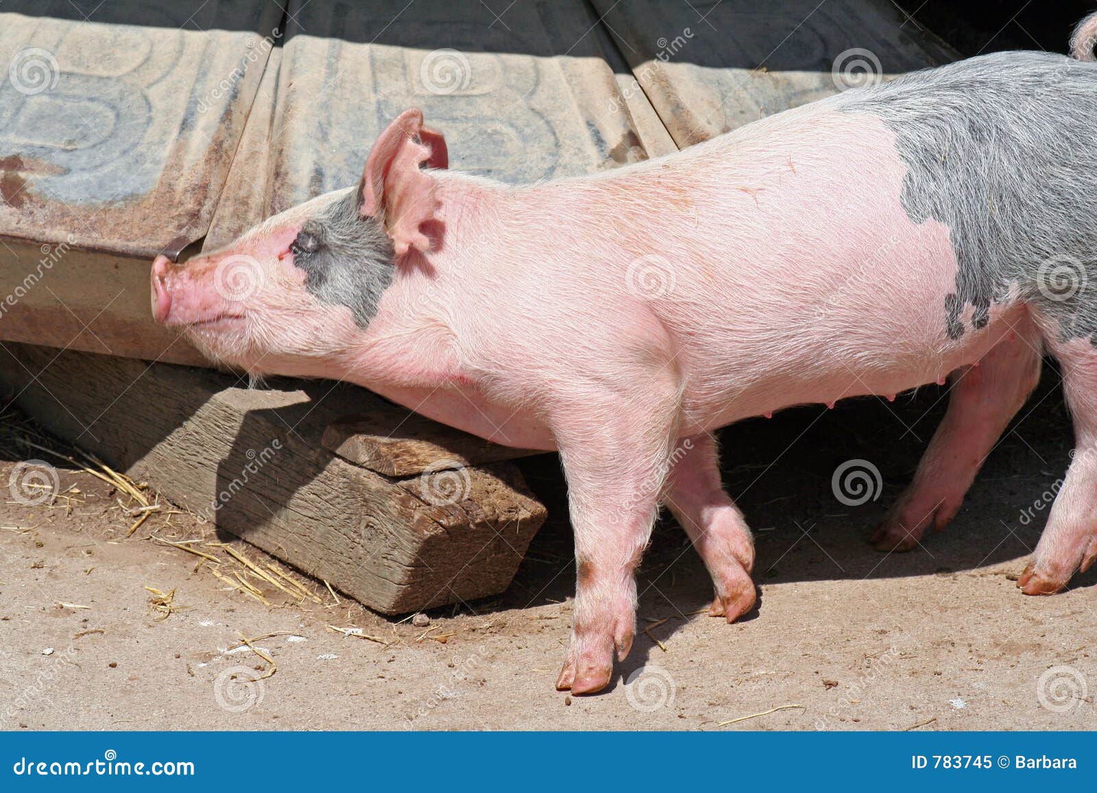 Stretch and Scratch stock image. Image of farm, pink, pork - 783745