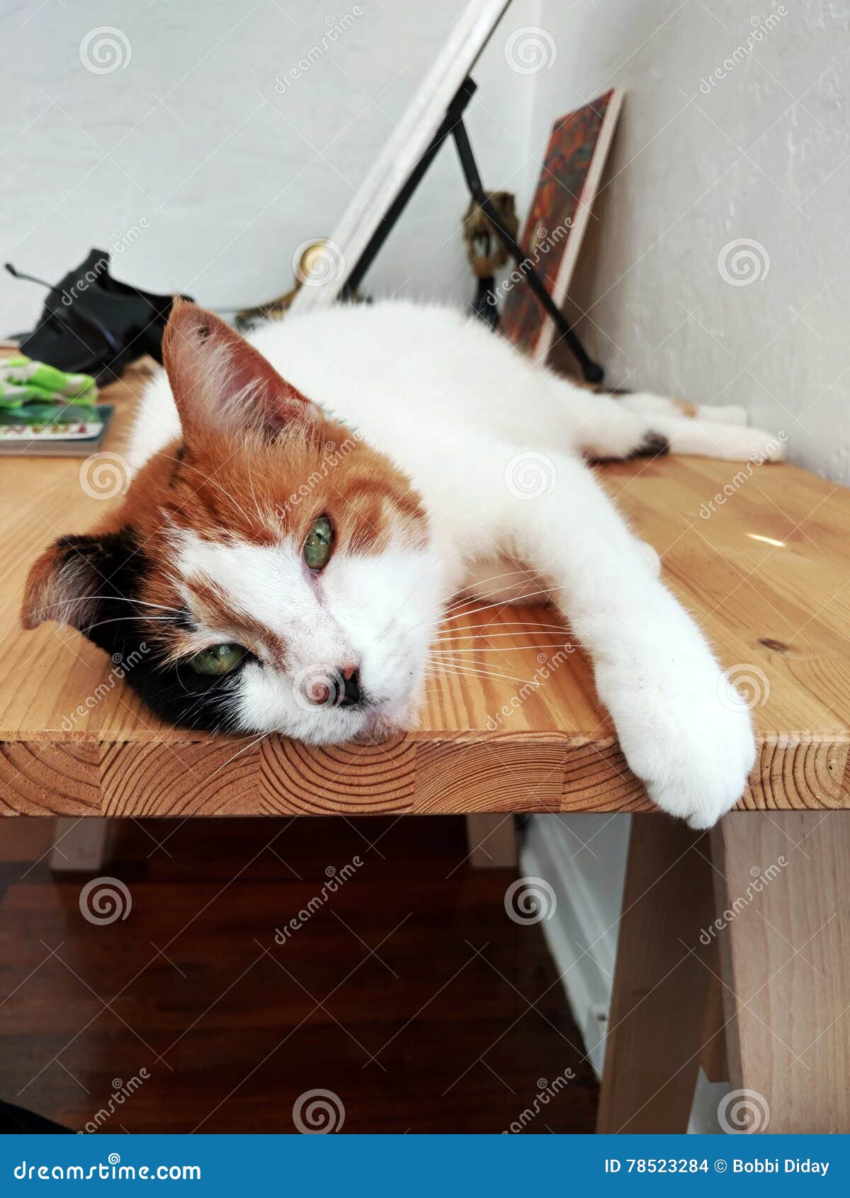 Stretch stock photo. Image of stretch, calico, sleepy - 78523284