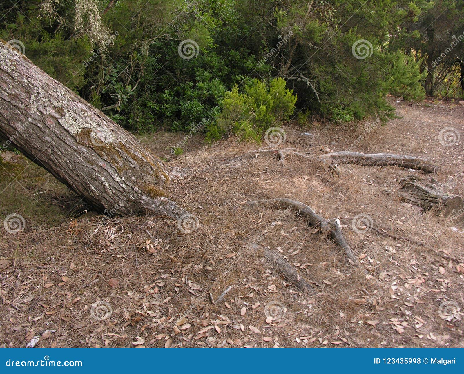 Stretch of a tree stock photo. Image of fall, resist - 123435998