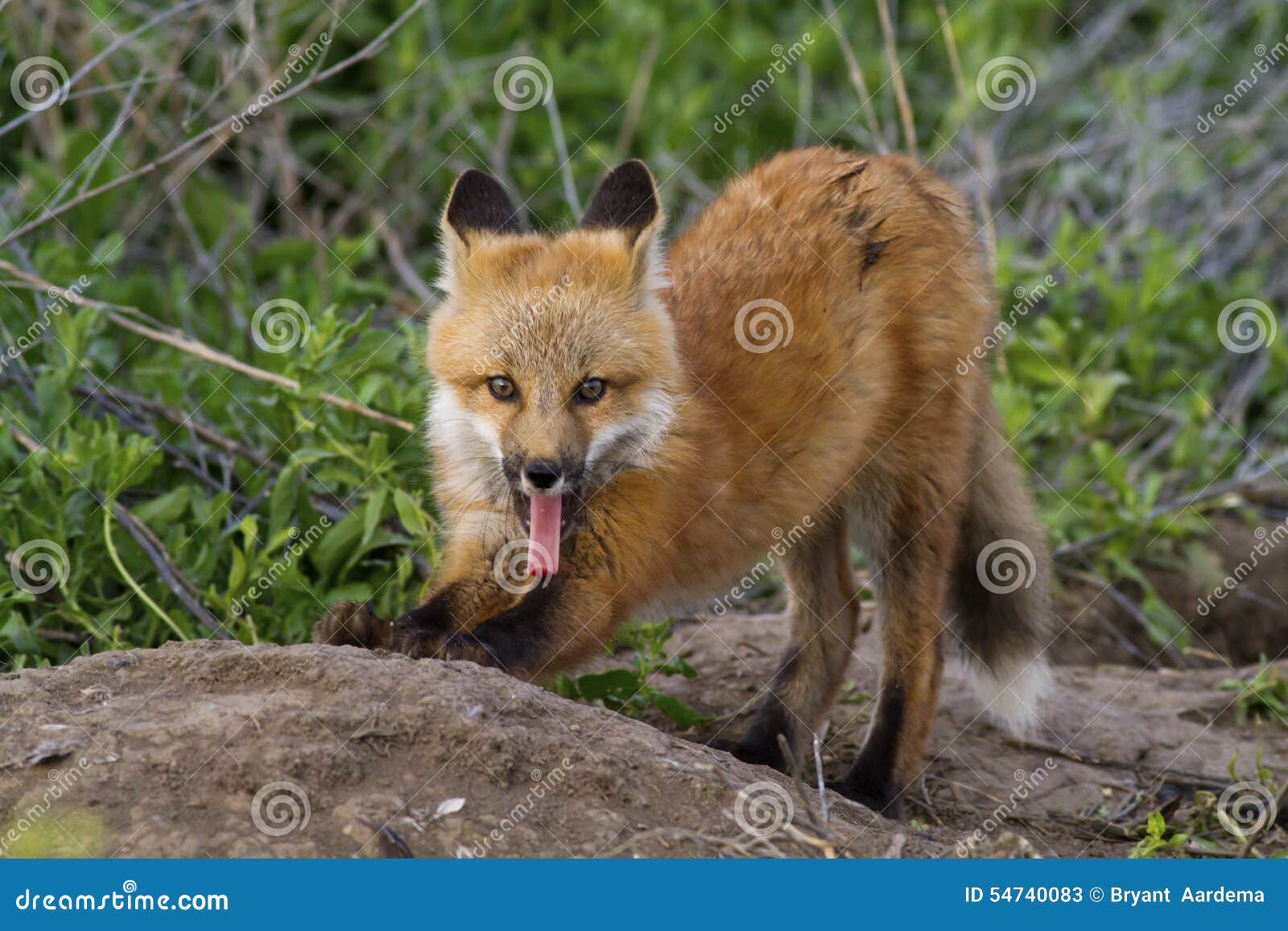 Stretch and Yawn stock image. Image of yawn, nature, stretching - 54740083