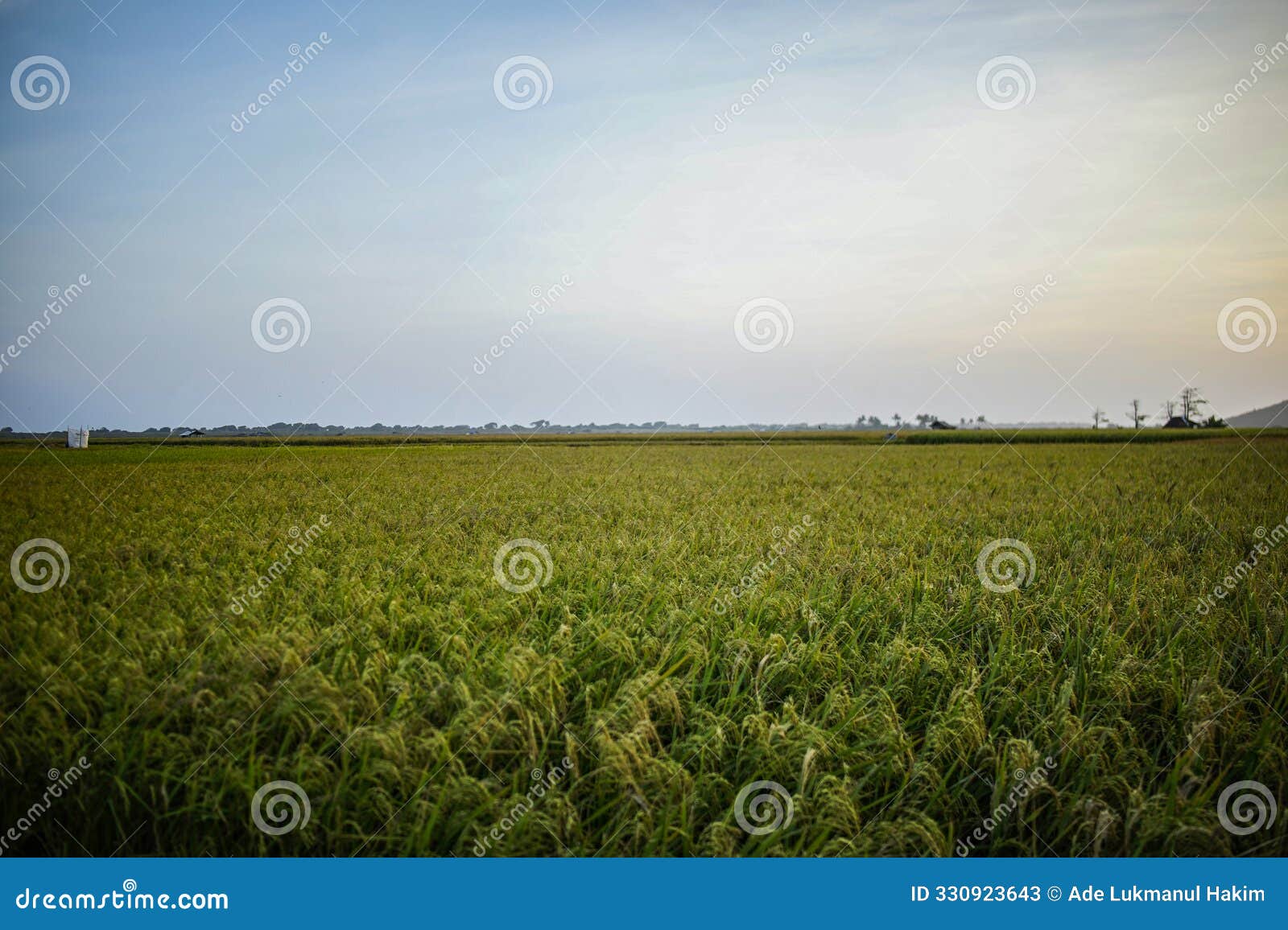 A Stretch of Yellowing Rice in the Rice Fields Stock Image - Image of ...