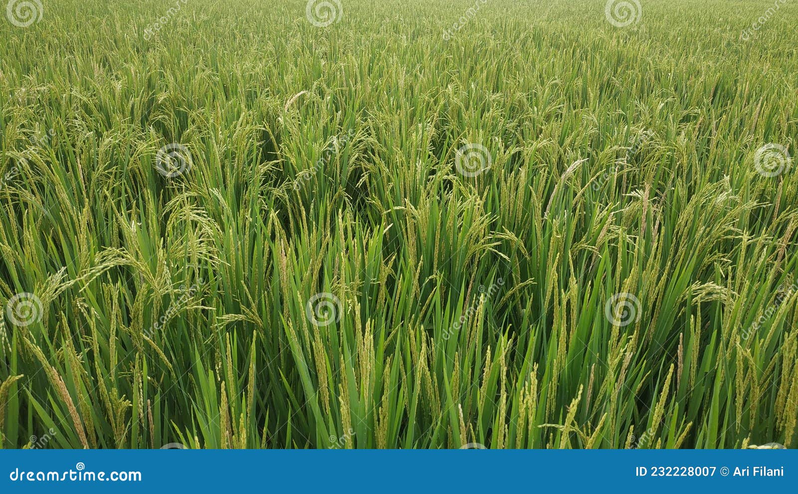 The Stretch of Young Rice Paddies in the Rice Fields Stock Image ...