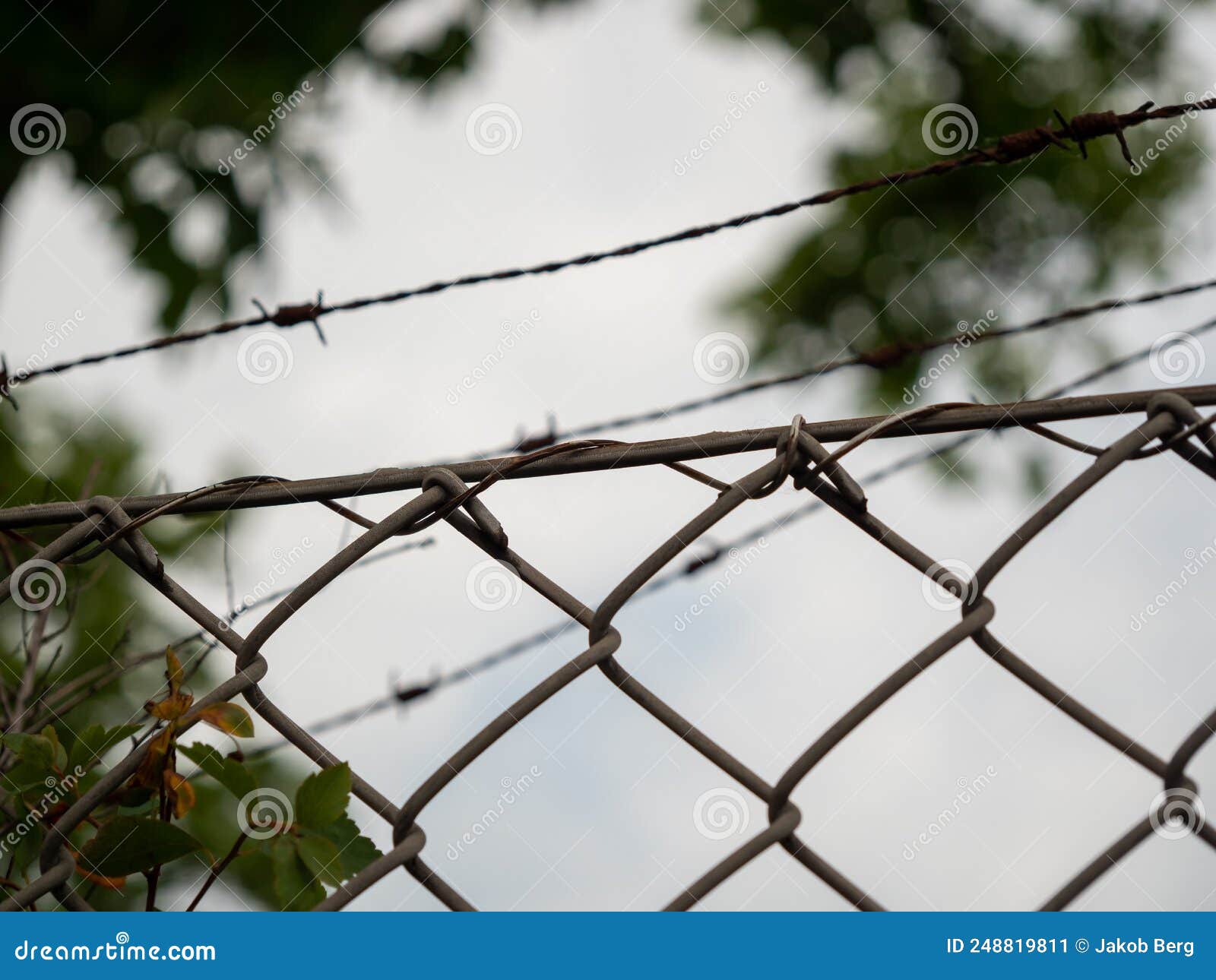 Stretched barbed wire. stock image. Image of camp, closeup - 248819811
