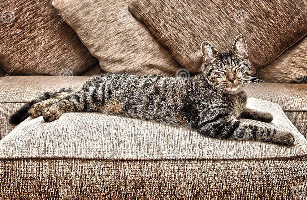 Stretched out cat stock image. Image of smug, comfy, cosy - 24834053