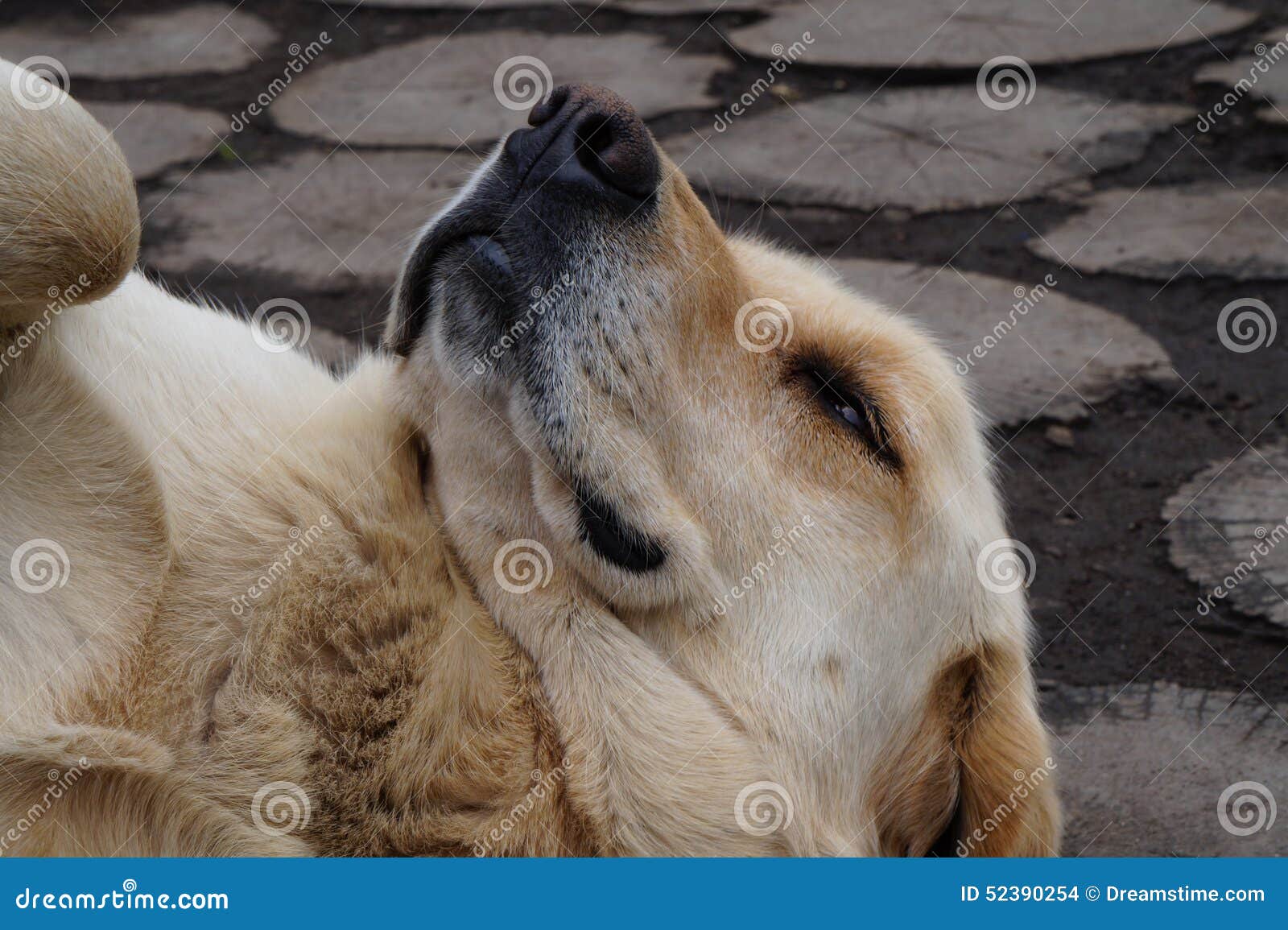 Stretched out dog stock photo. Image of ecuador, nose - 52390254