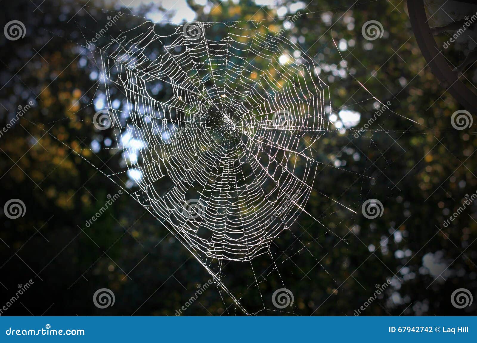 Stretched Spiderweb stock photo. Image of fragility, details - 67942742
