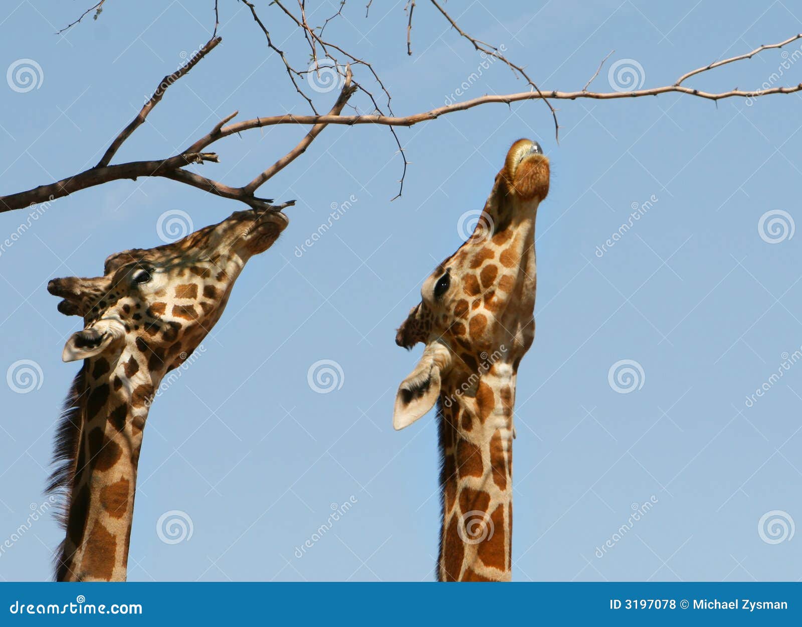 Stretched to the Limit stock photo. Image of zoology, stretch - 3197078