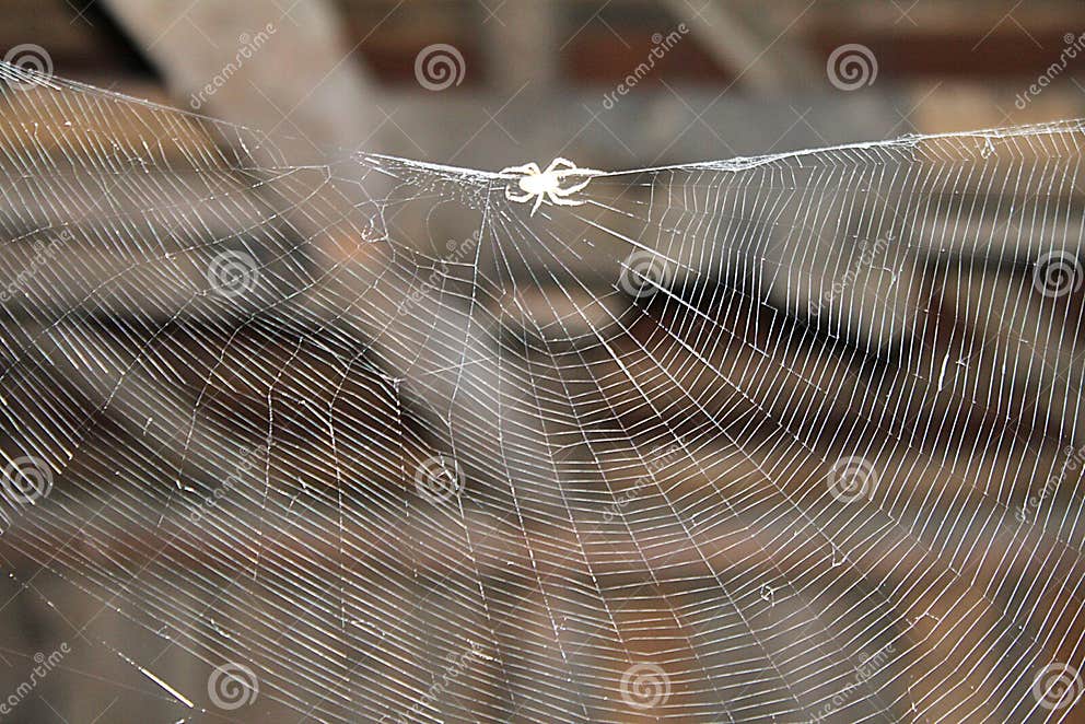 A Stretched Web with a Spider Sitting on Top Stock Photo - Image of ...