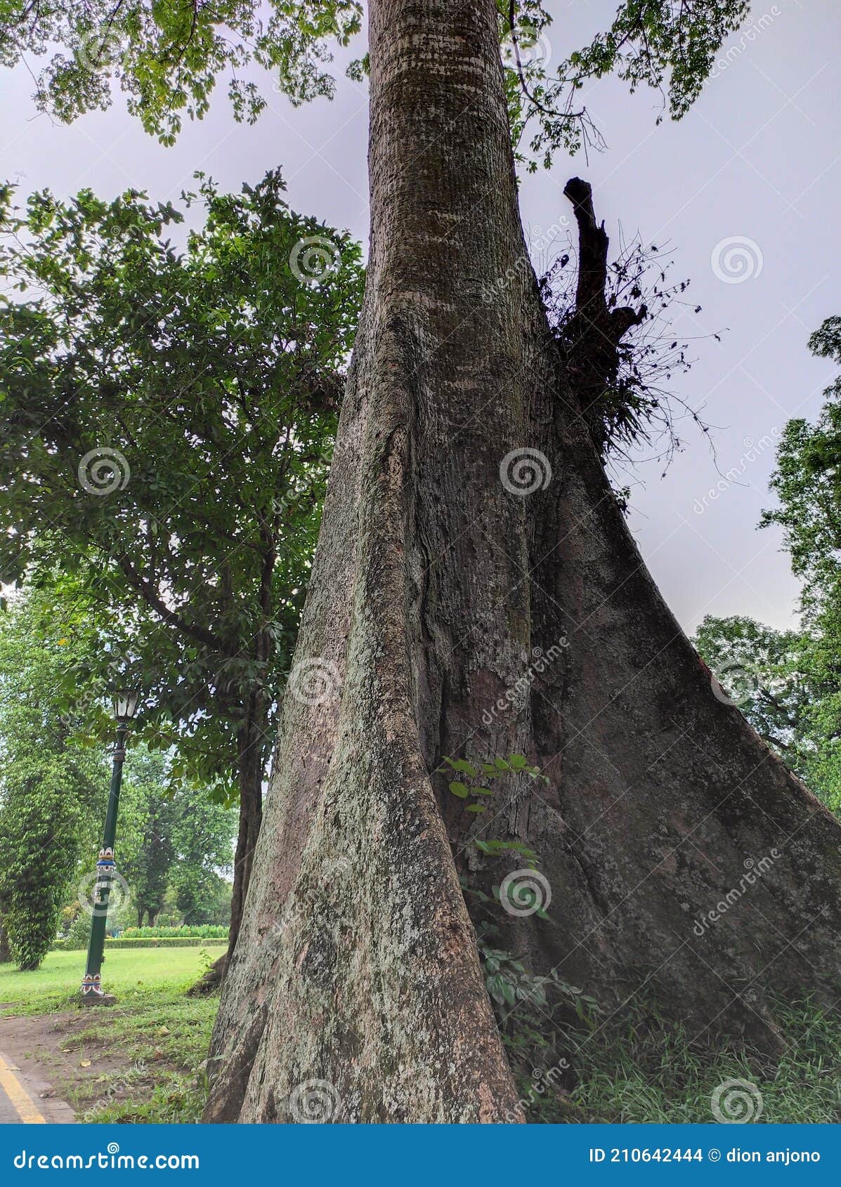 Stretcher tree stock photo. Image of stretcher, vegetation - 210642444