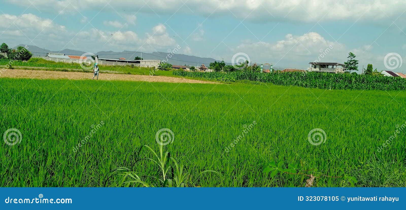 Stretches of Rice Fields Planted with Rice and Corn Stock Image - Image ...