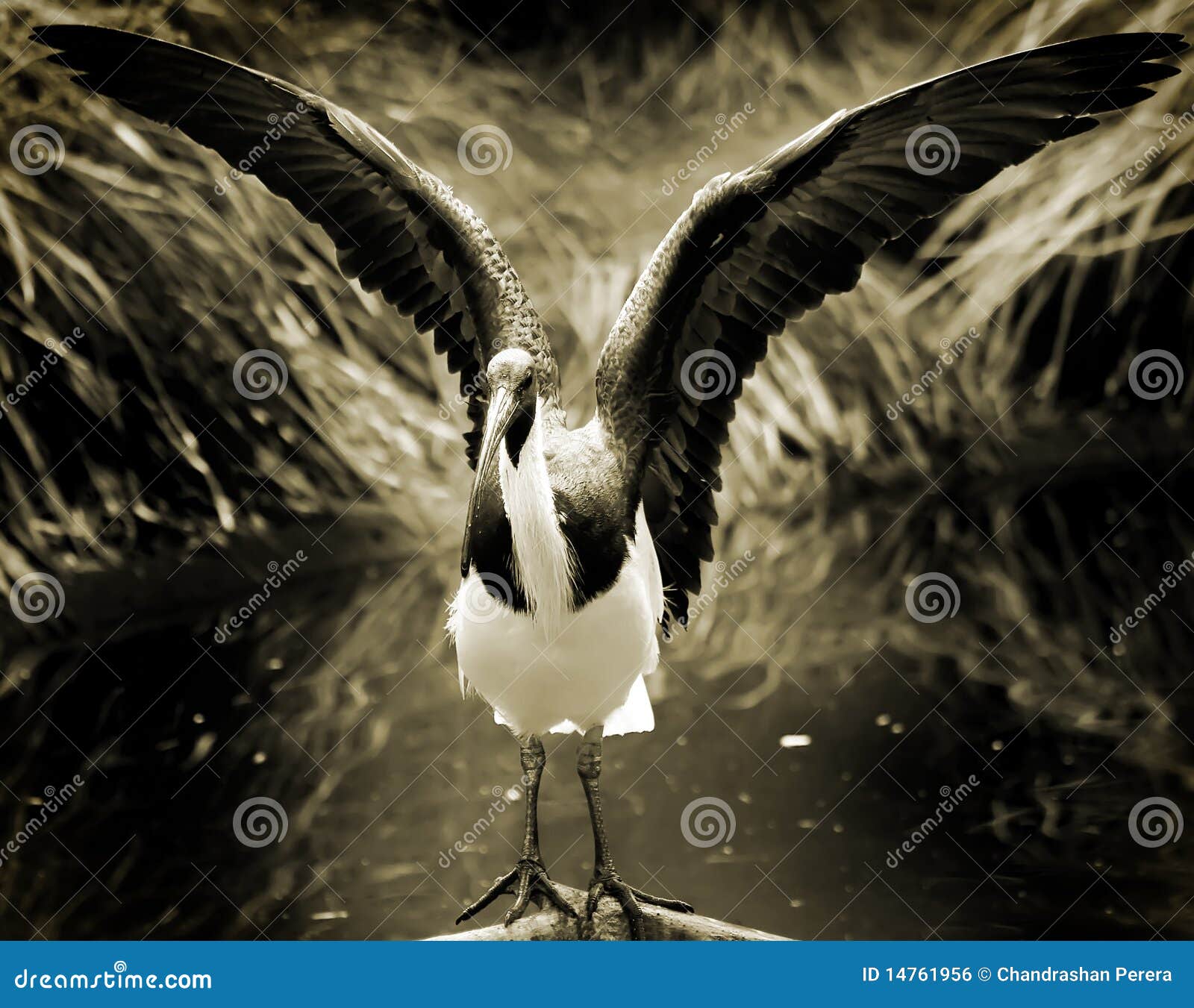 Stretching bird stock photo. Image of reeds, glory, wingspan - 14761956